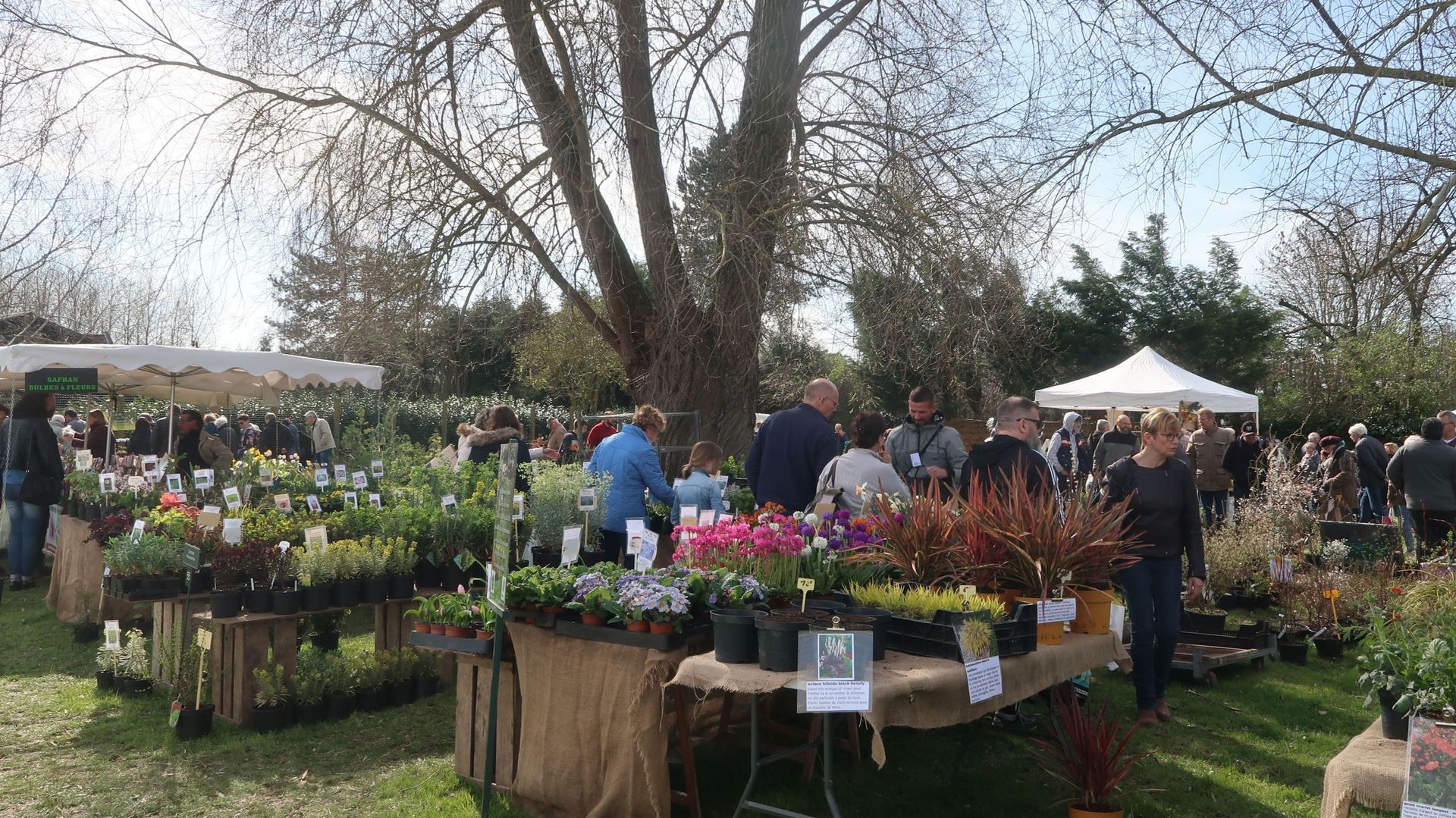 La Fête des plantes de Locon célébrera ces 18 et 19 mars le mariage des ...