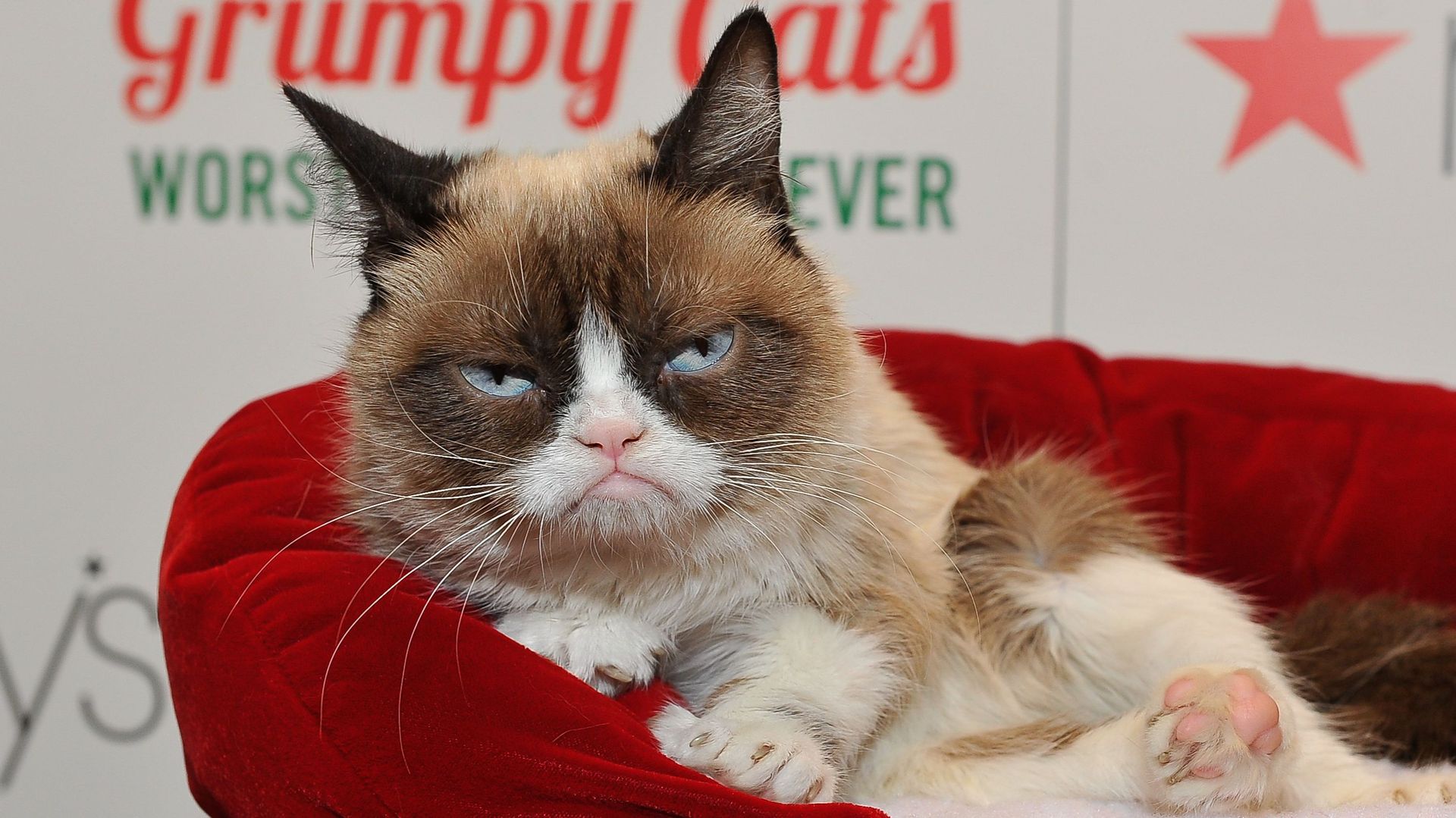 L'internet est en deuil, le célèbre Grumpy Cat est mort - rtbf.be