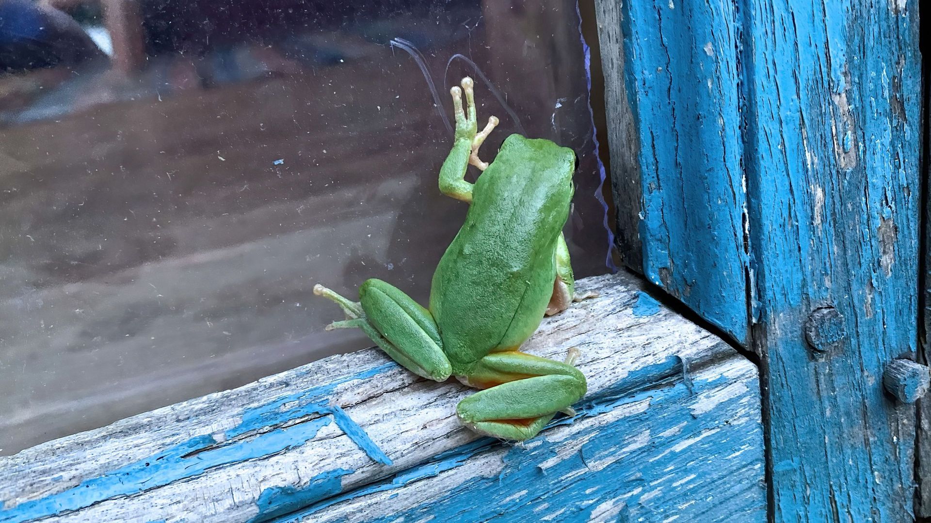 The Amazing Revival of the Tree Frog: A Conservation Success Story in ...