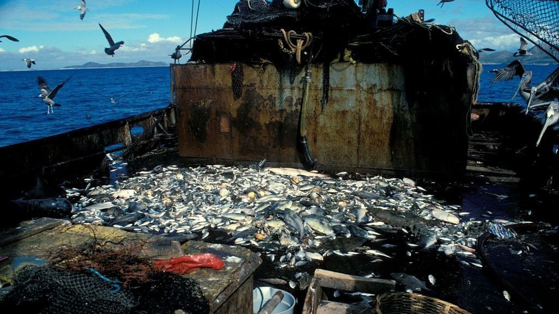 Loi du silence, poissons morts jetés à la mer : les dérives de la pêche ...