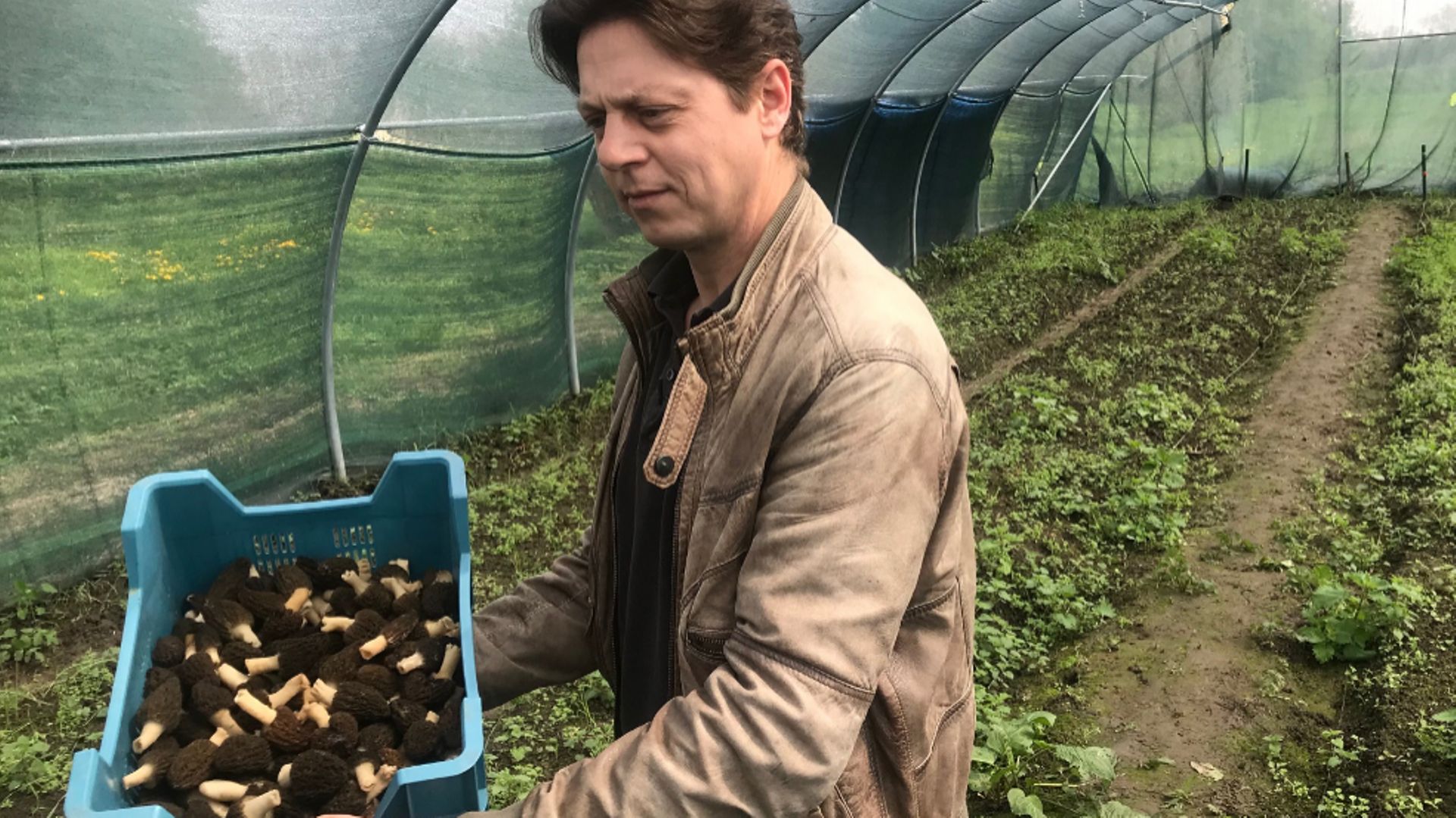Une culture de morilles dans la région de Mons - RTBF Actus