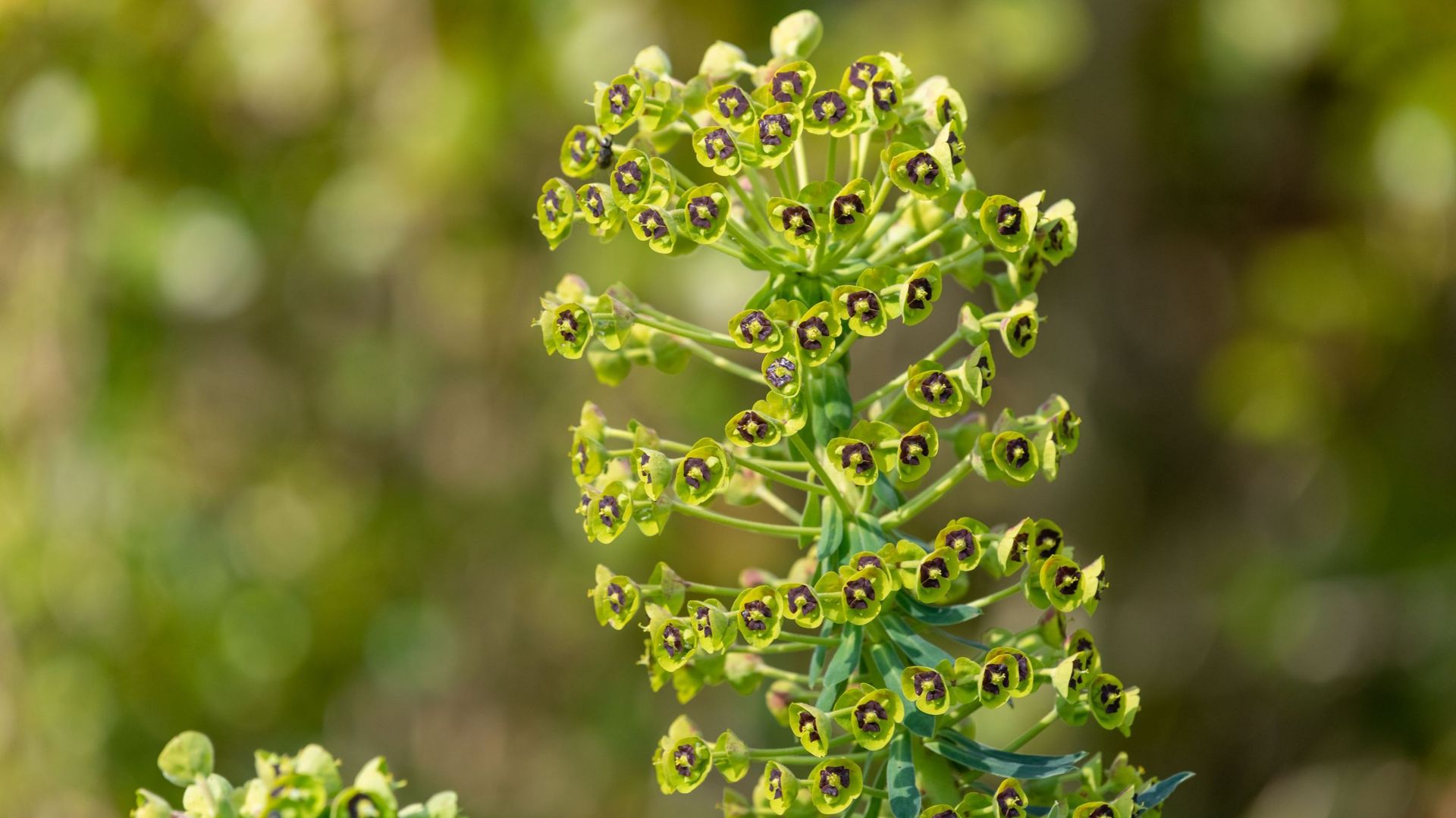 Cultiver des euphorbes, des belles vivaces idéales pour un jardin ...