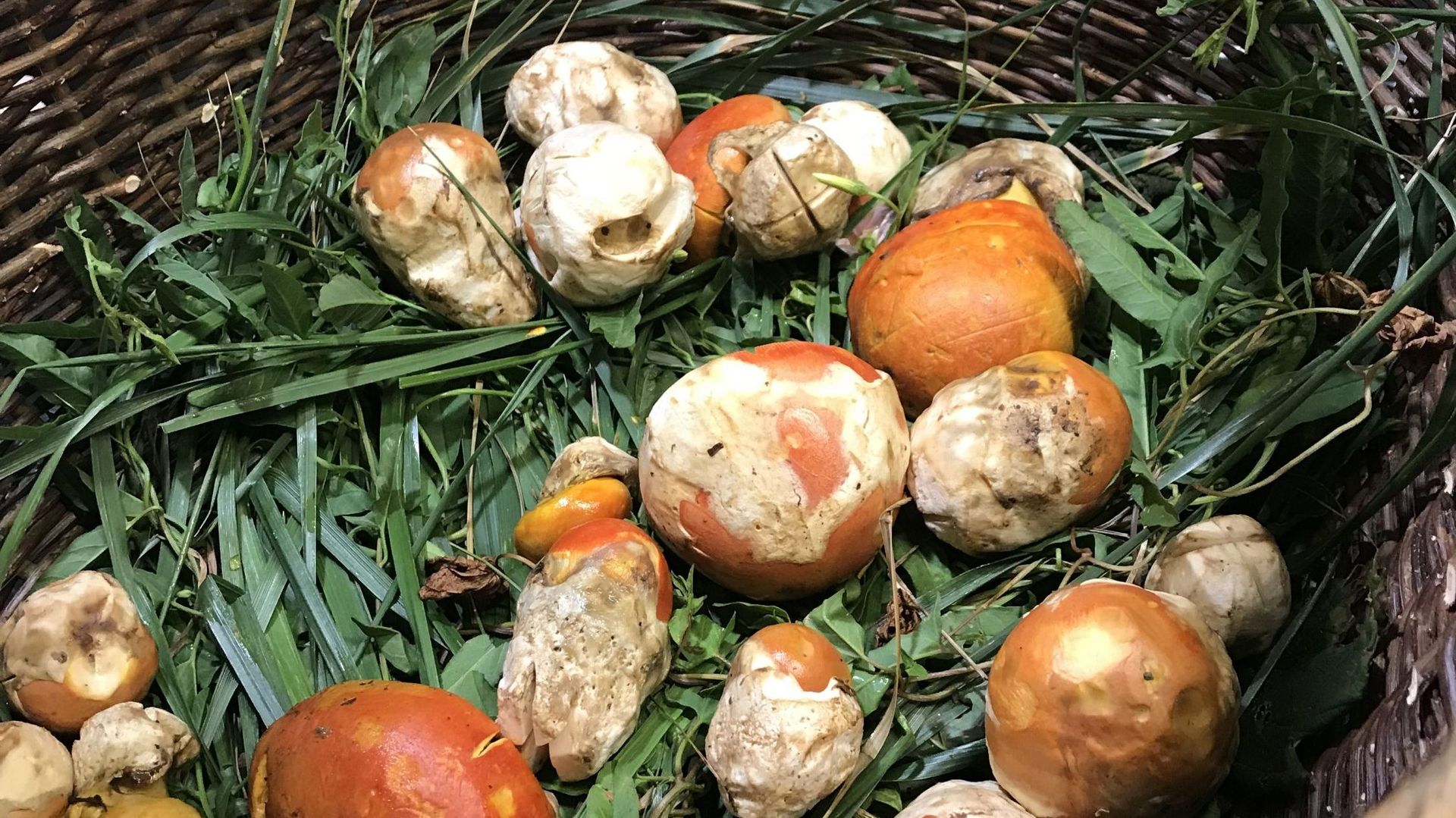L'amanite des césars, le roi du champignon, découvert par hasard à ...