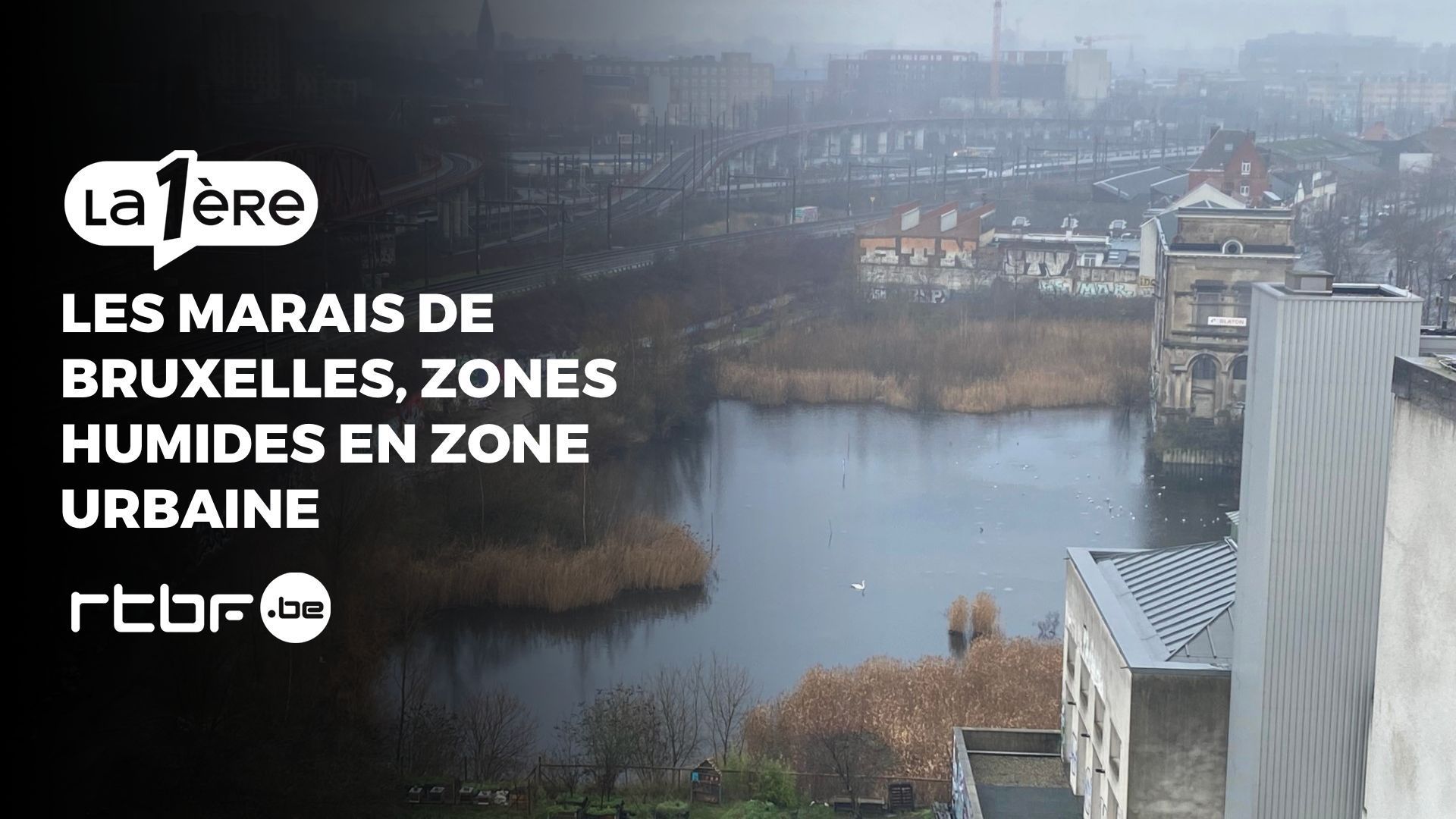 Les marais de Bruxelles : 'C’est pas nous qui sauvons le marais Wiels ...