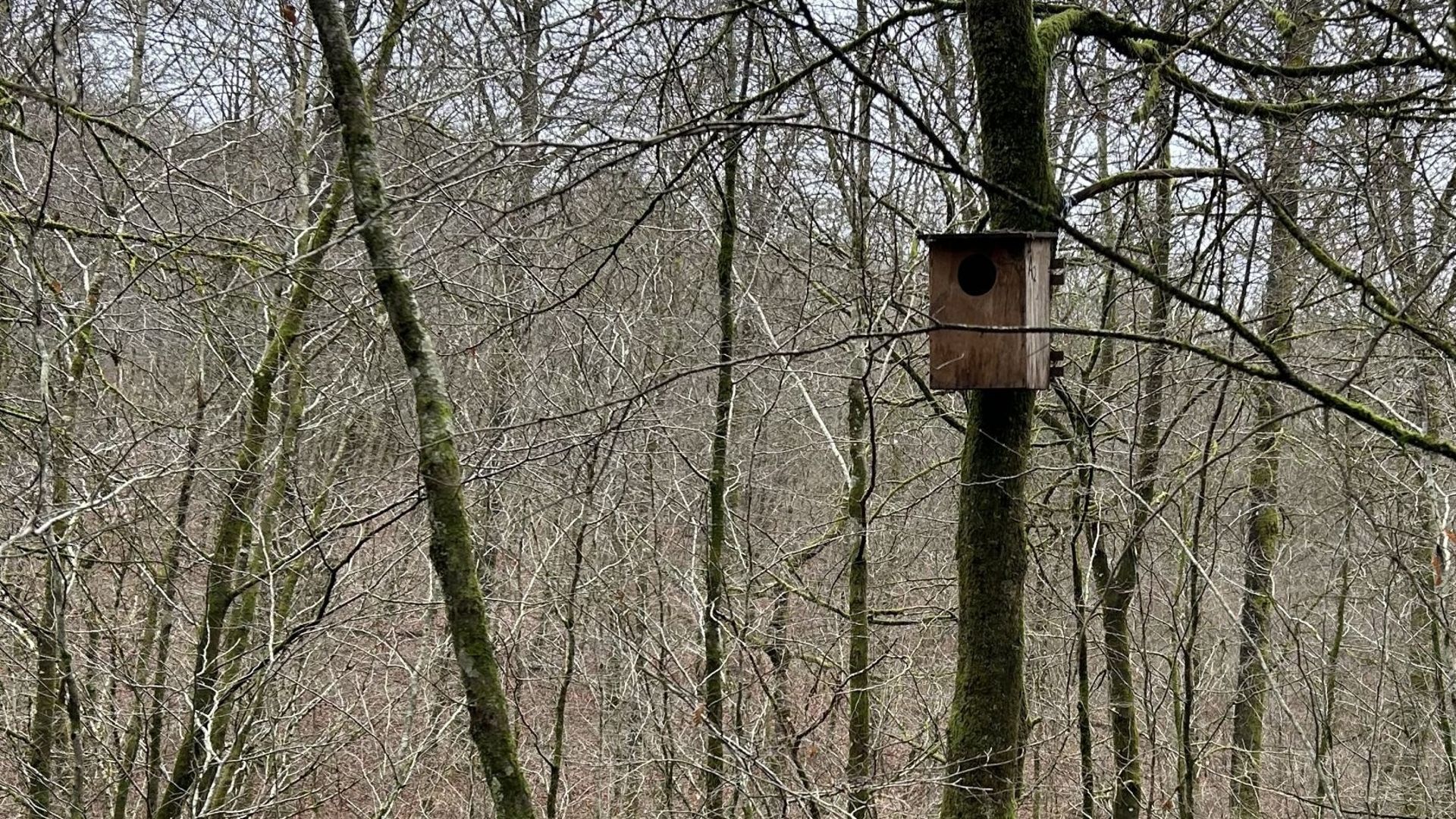 Taillez vos arbres avant le 31 mars, période de nidification des ...