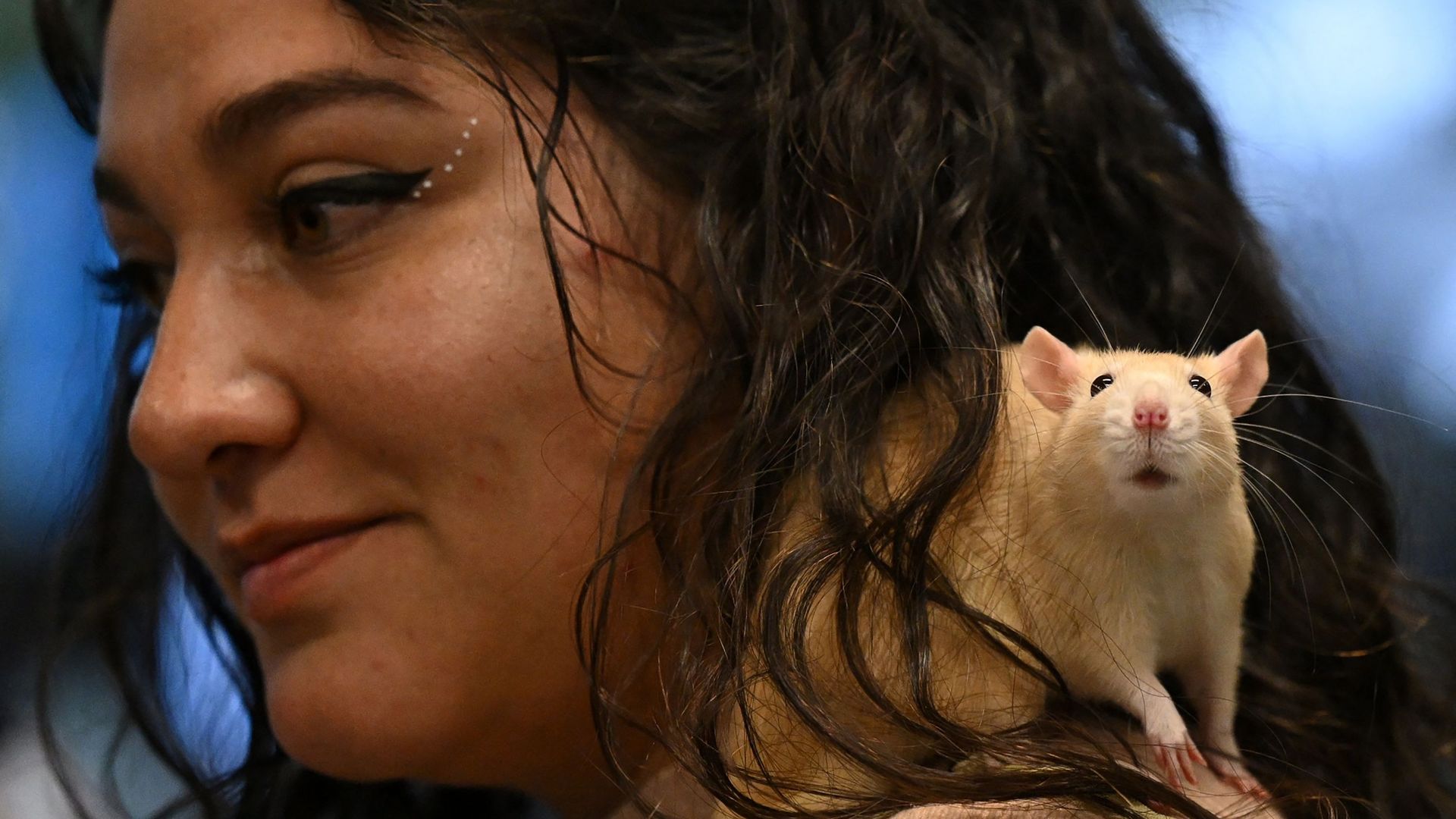 Journée mondiale des intelligences animales : ces animaux plus ...