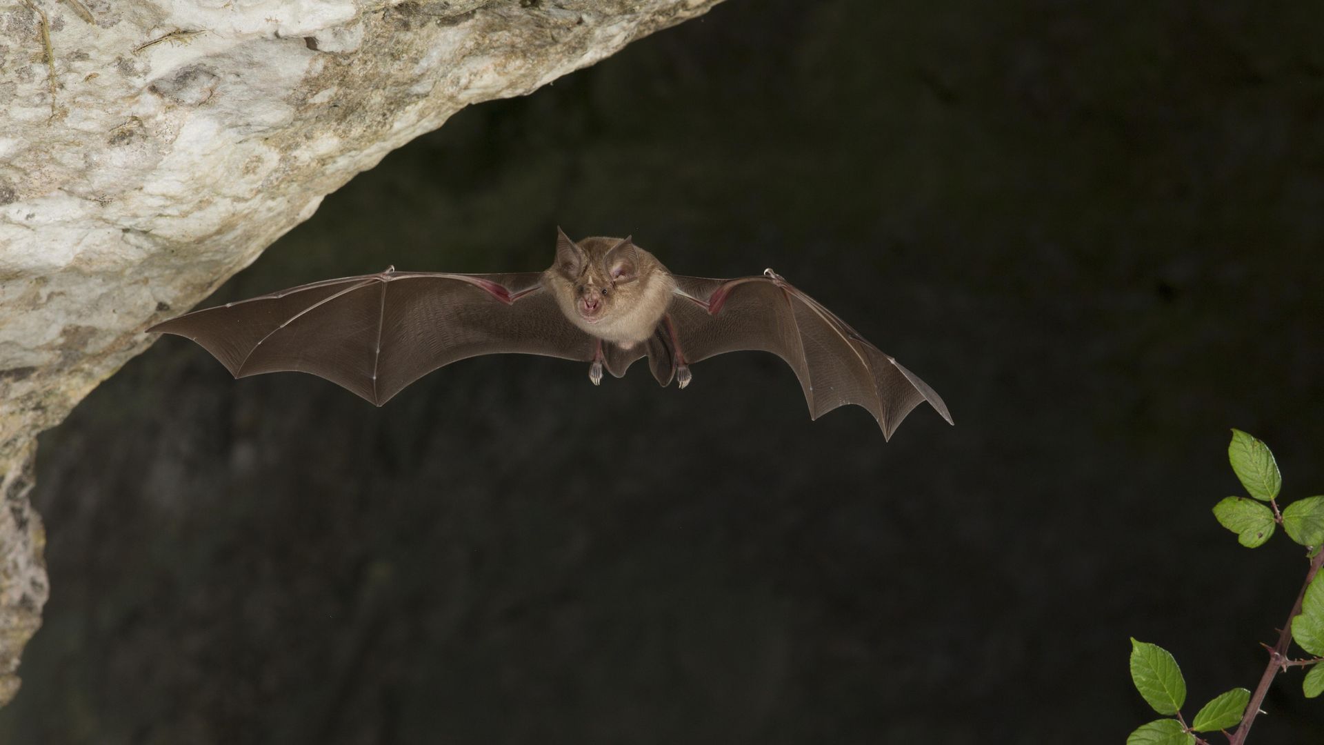 Chauves-souris en Belgique : espèces menacées mais alliées précieuses ...