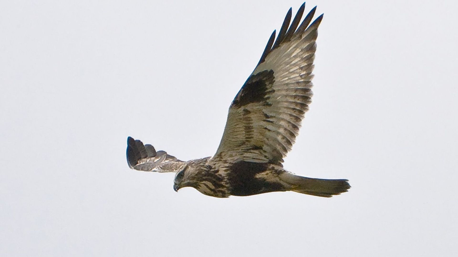 La Wallonie ne manque pas de rapaces: partons à leur rencontre! - RTBF ...