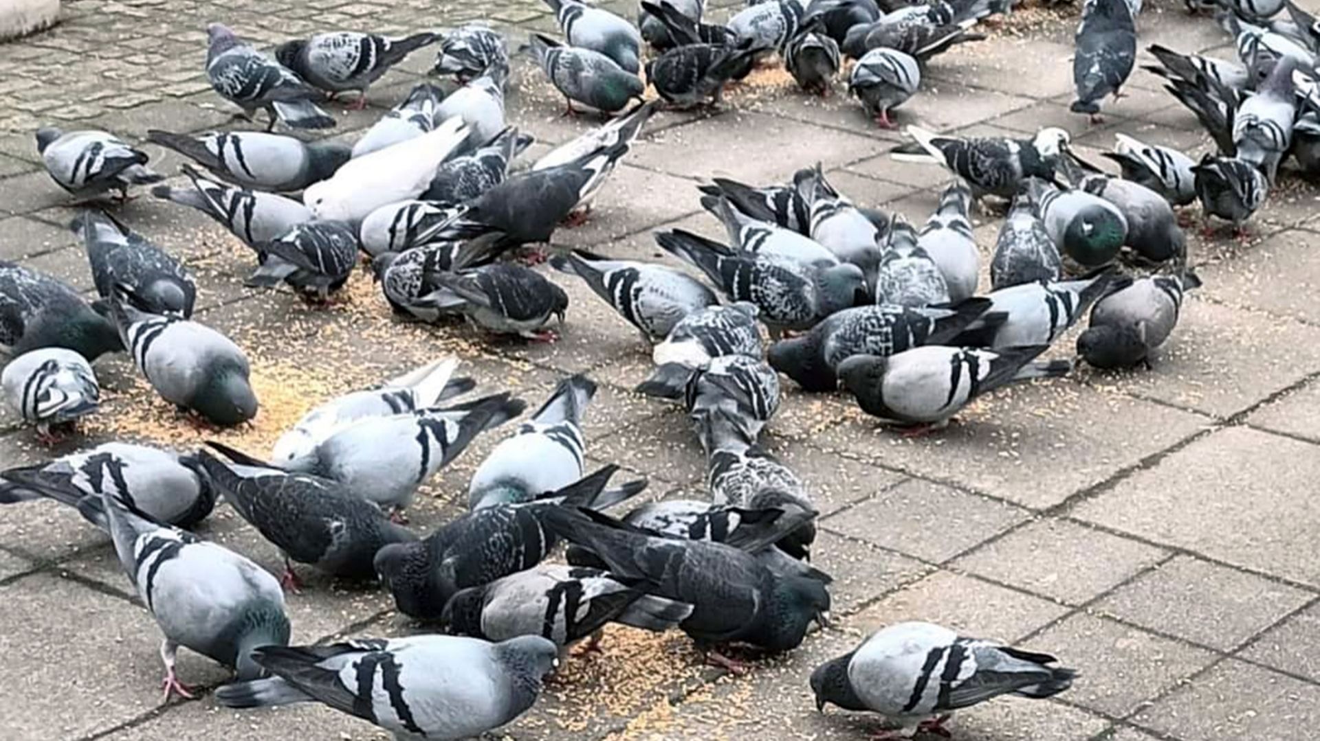 Les pigeons des villes : un enjeu de responsabilité collective ? - RTBF ...