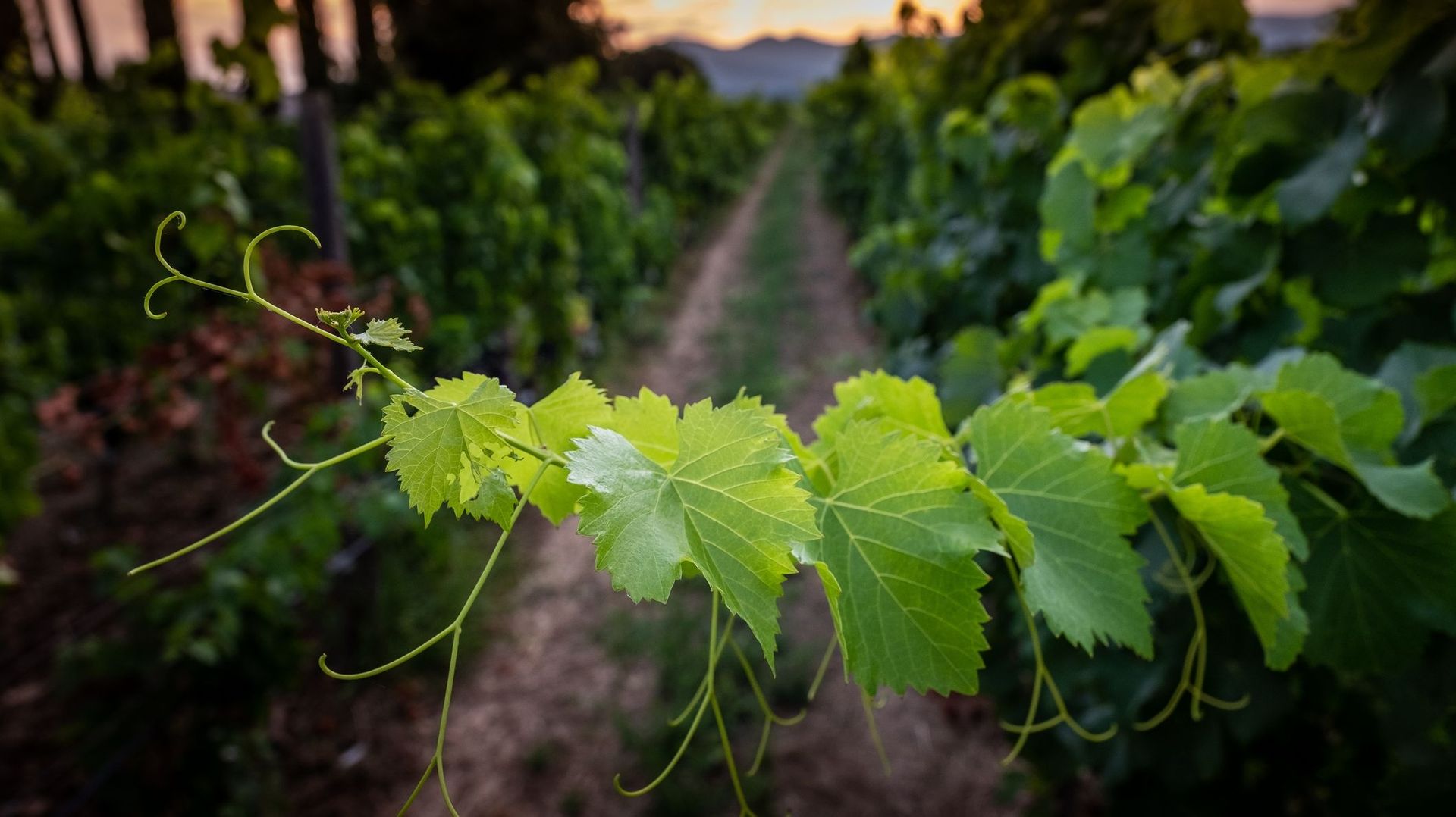 De nombreuses pratiques surprenantes : les secrets du vin en biodynamie ...