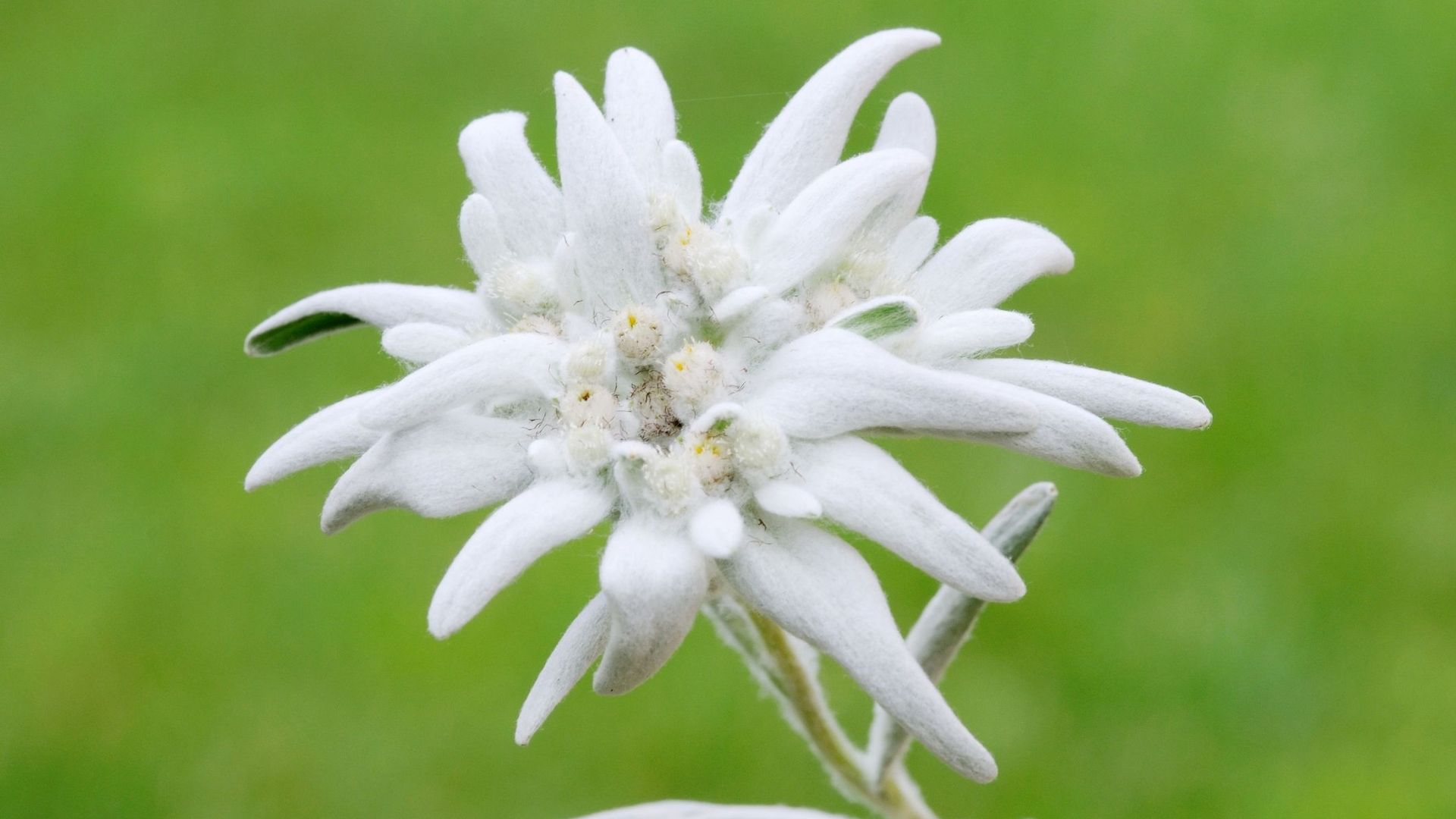Savoie : des milliers de brins de génépi et fleurs d’edelweiss saisis ...