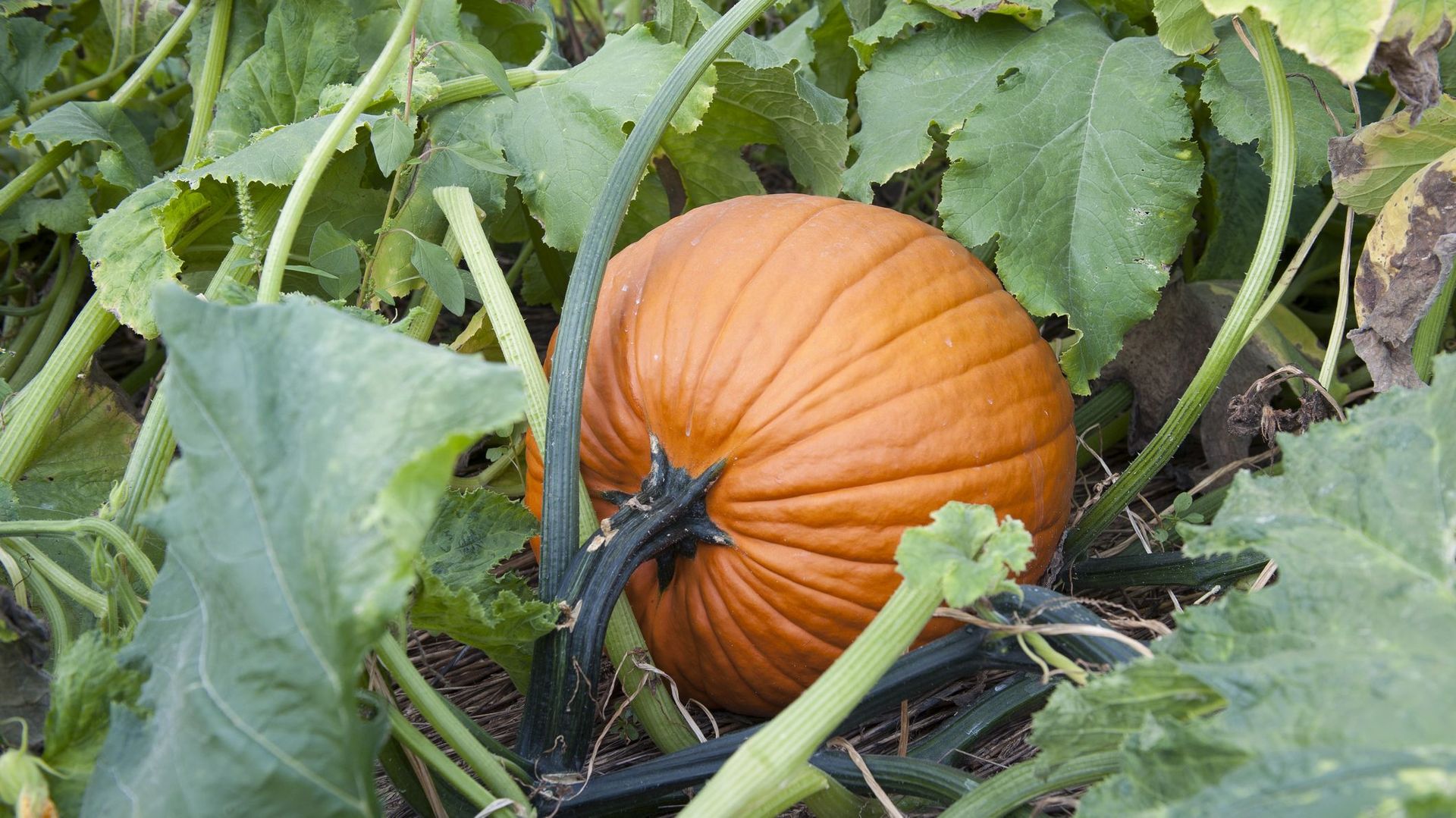 Quand récolter les cucurbitacées et comment les conserver ? - RTBF Actus