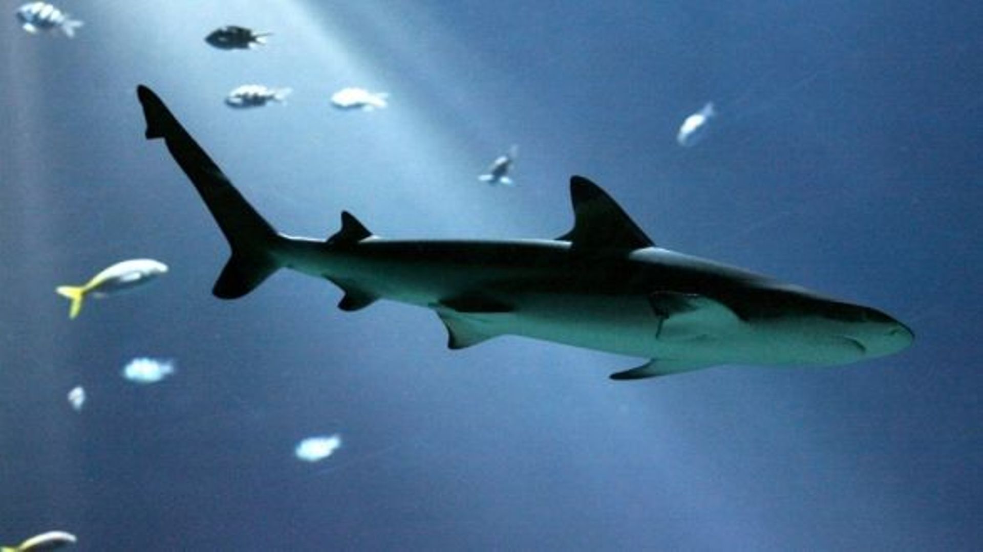 Un tiers des requins océaniques menacés d'extinction - rtbf.be