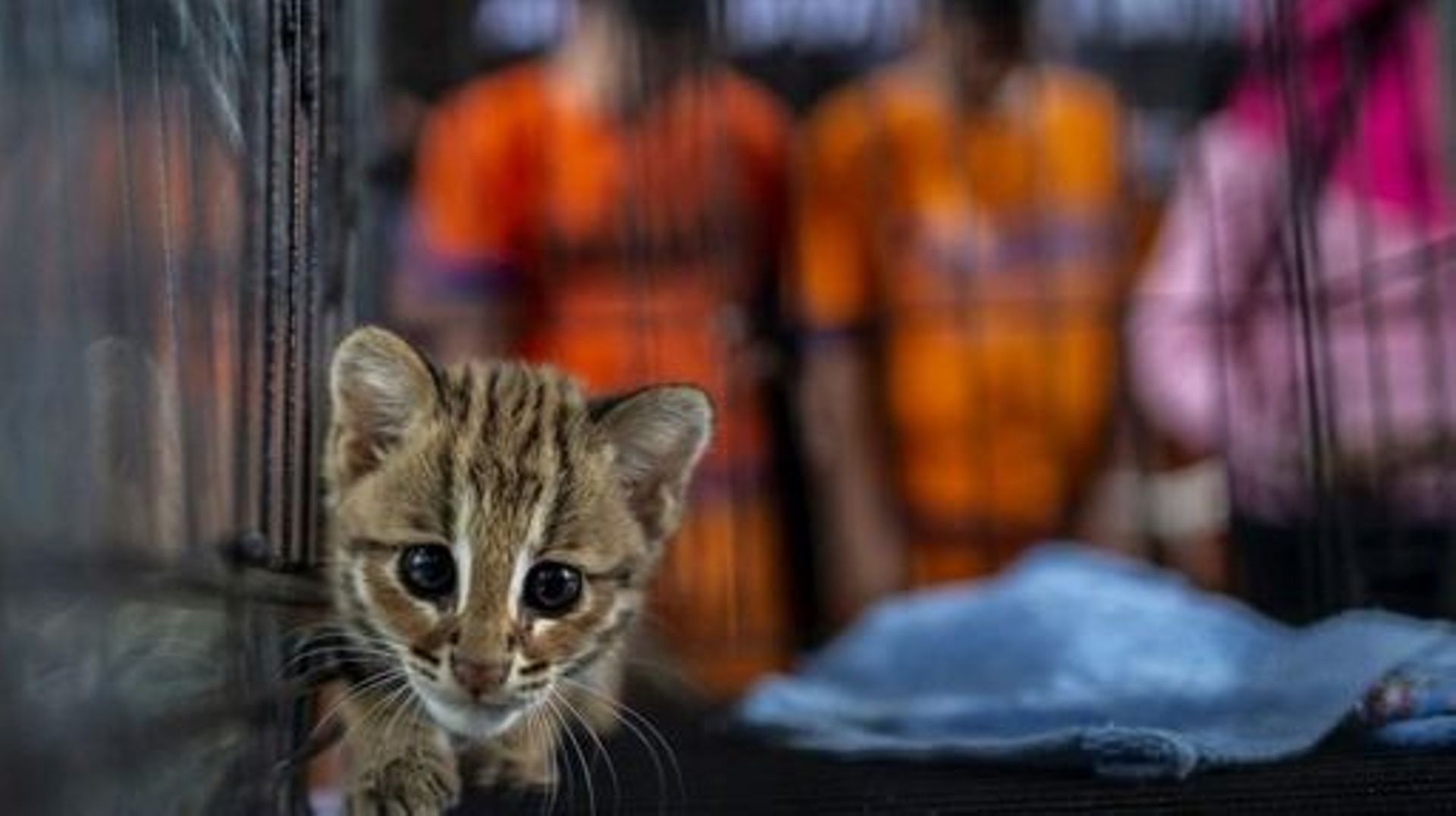 Adopter un animal exotique ? Attention aux trafics et à la biodiversité ...