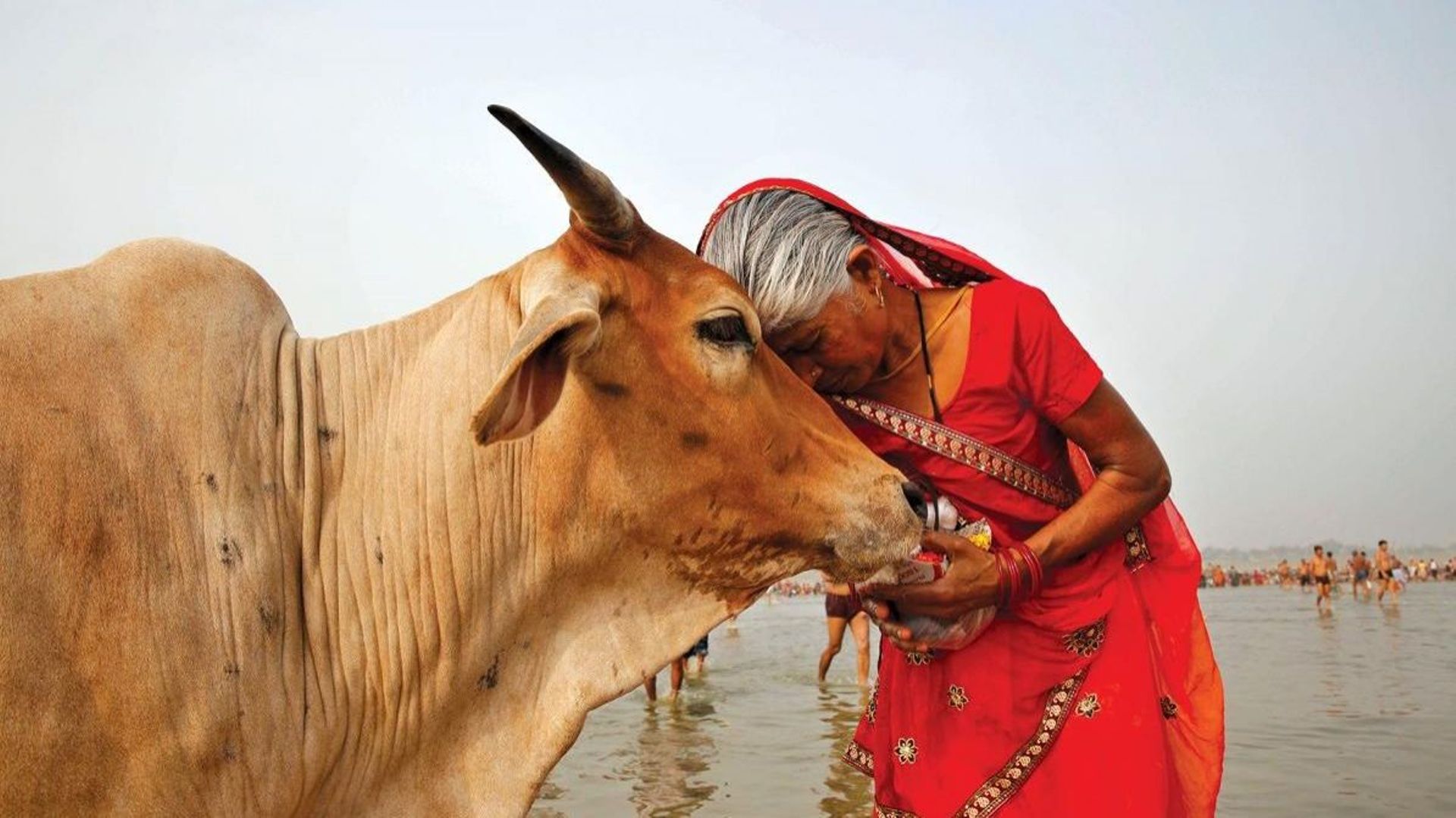 La culture hindouiste et les animaux sacrés - RTBF Actus