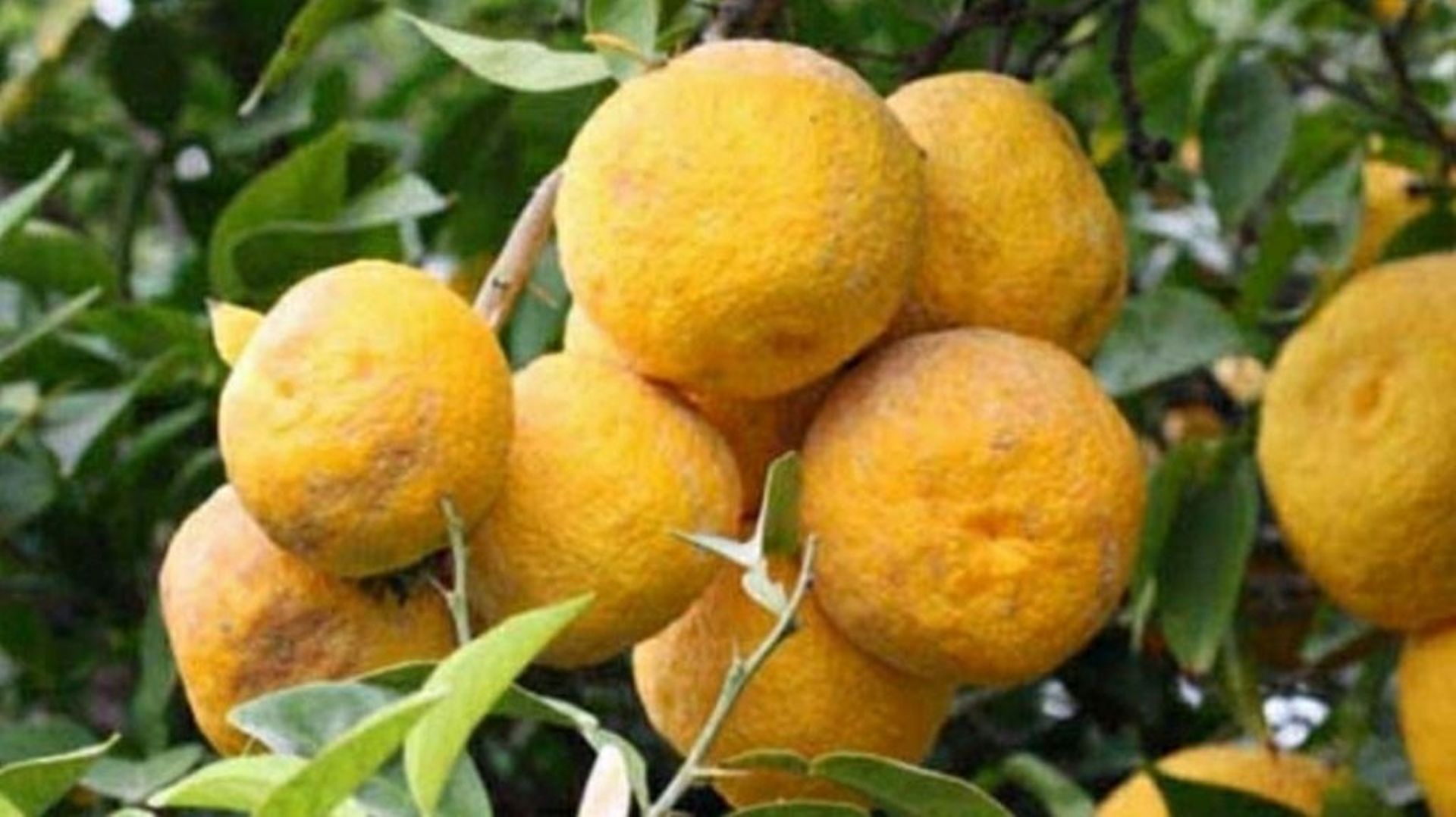 Des fruits hors du commun, ça vous tente ? - RTBF Actus