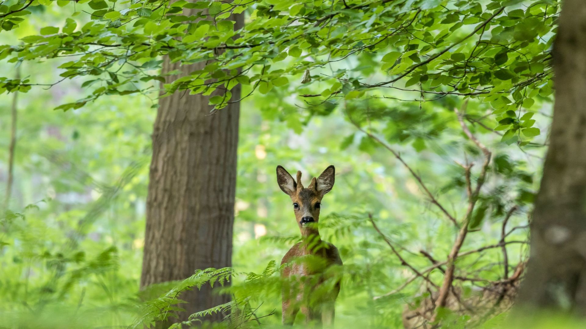 La Forêt du Pays de Chimay, vivez des expériences 100% nature