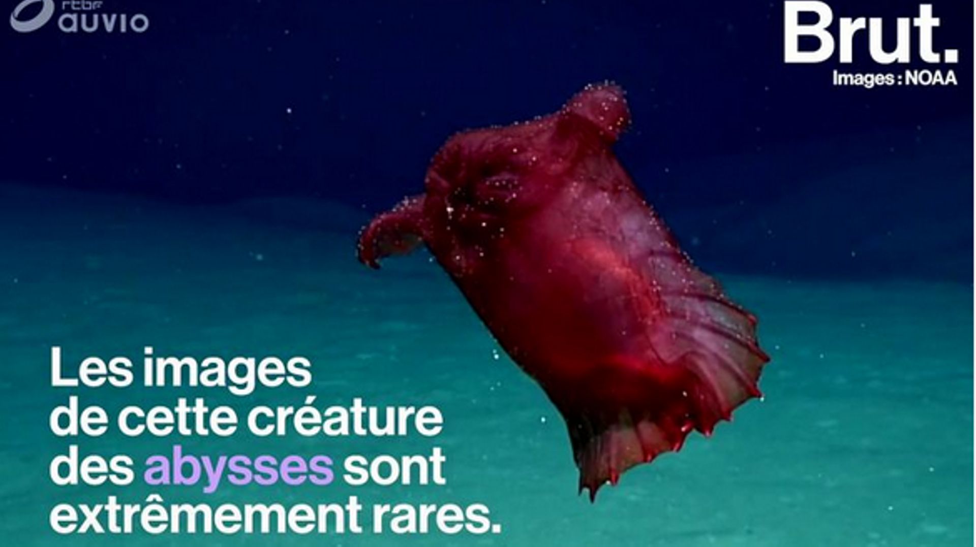 'Le poulet sans tête': une étrange créature abyssale filmée en ...