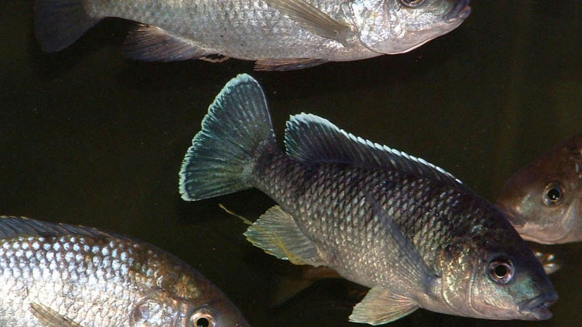 Chambo: le poisson mythique et millénaire du lac Malawi va disparaître ...