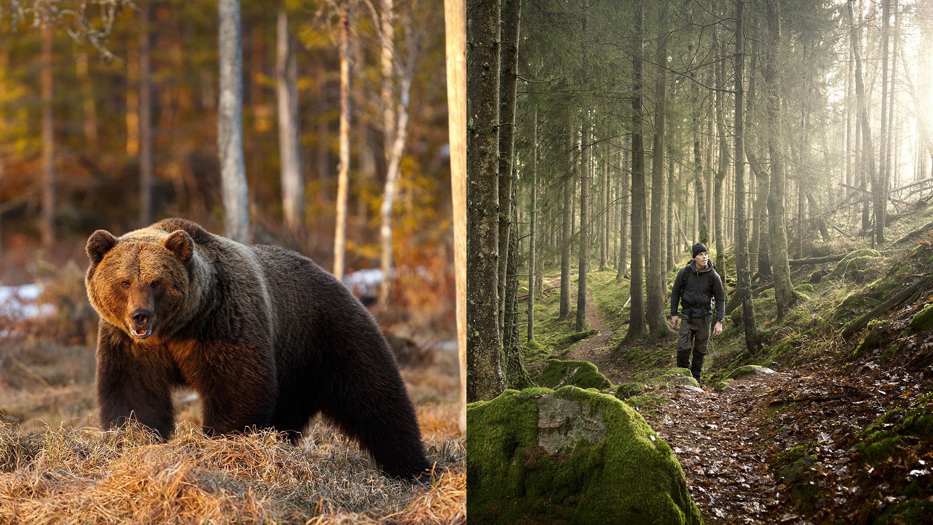 'Vous préférez être coincées en forêt avec un ours qu’avec un homme ...