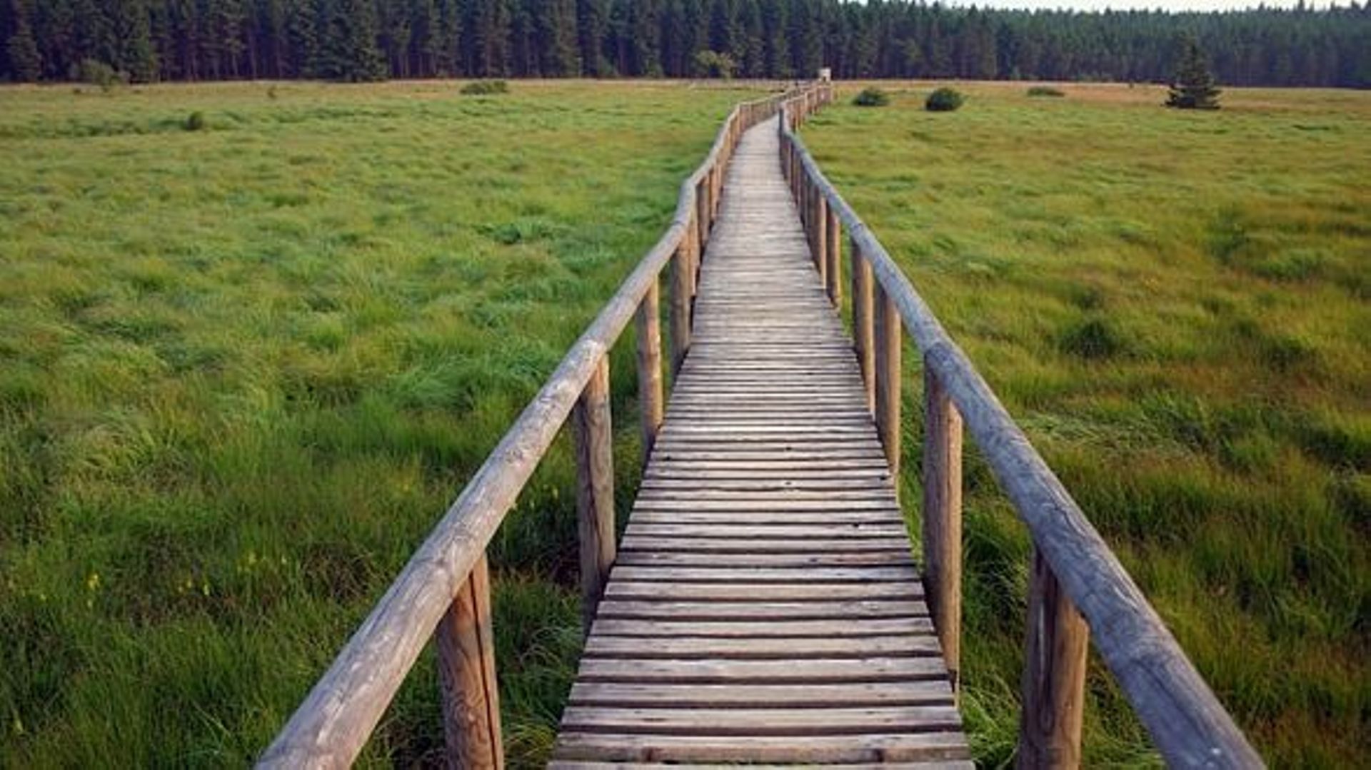 Planète Première : restauration de la Fagne - RTBF Actus