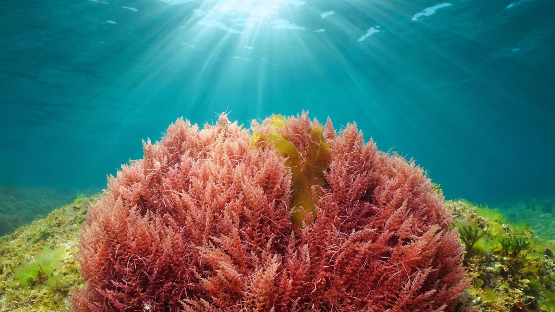 'Ici le monde' : en Tasmanie, des algues rouges pourraient contribuer à ...