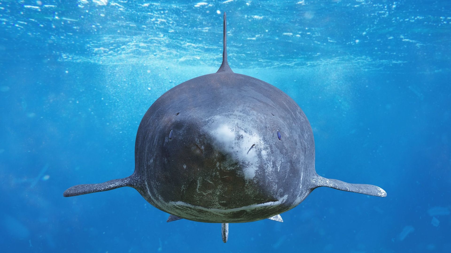 Des scientifiques ont enfin compris comment les requins du Groenland ...