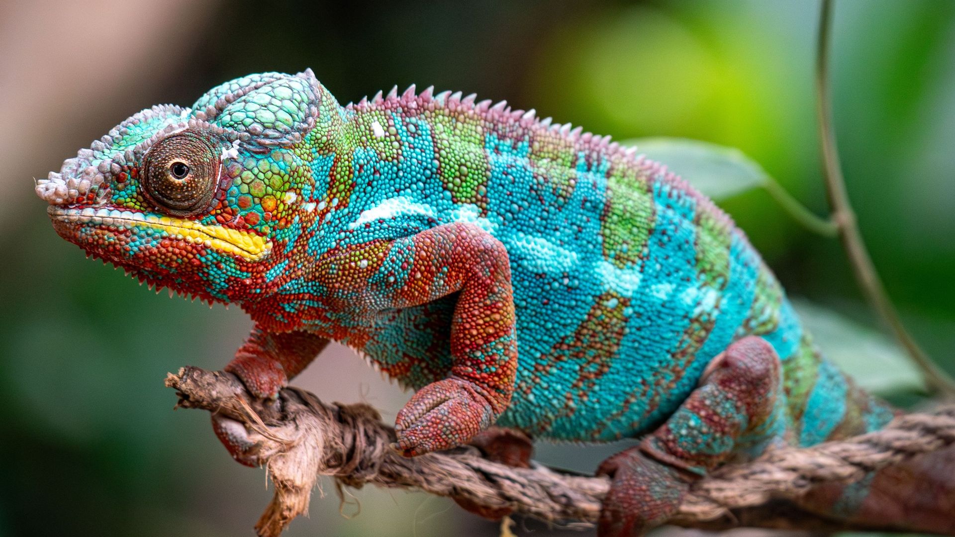 S'il y a un caïman à Hermalle-sous-Argenteau, il est encore en liberté : l'expert ne l'a pas ...