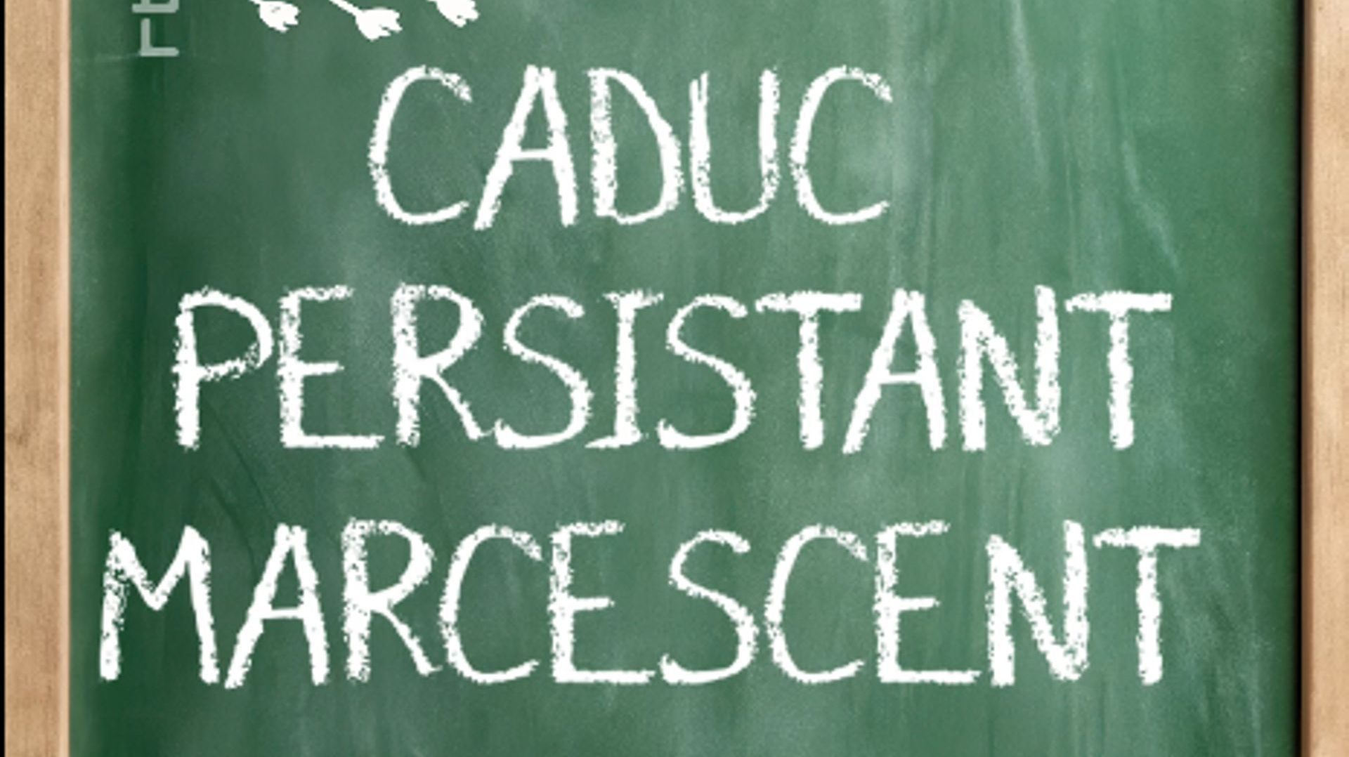 Comprendre le vocabulaire du jardin : feuillage persistant, caduc et ...