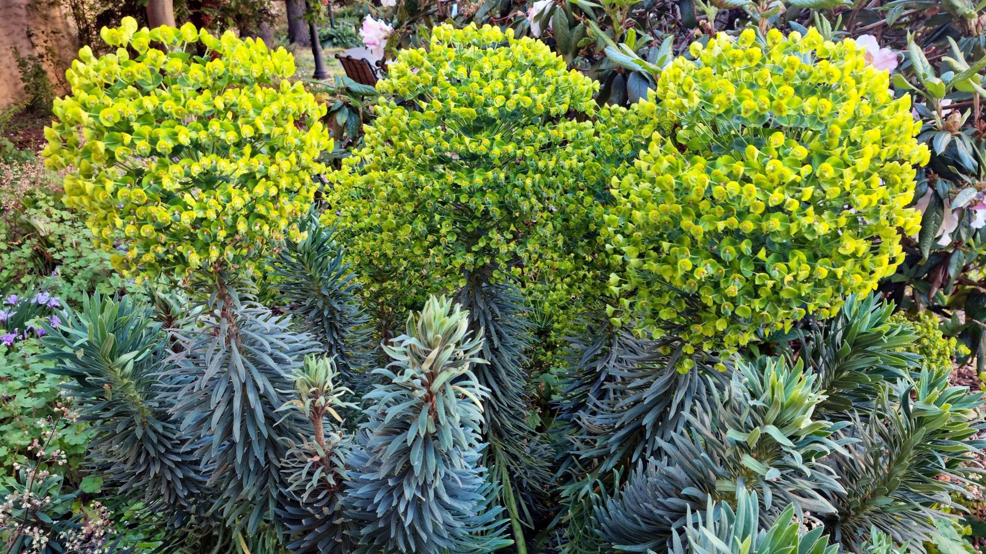 Cultiver des euphorbes, des belles vivaces idéales pour un jardin ...