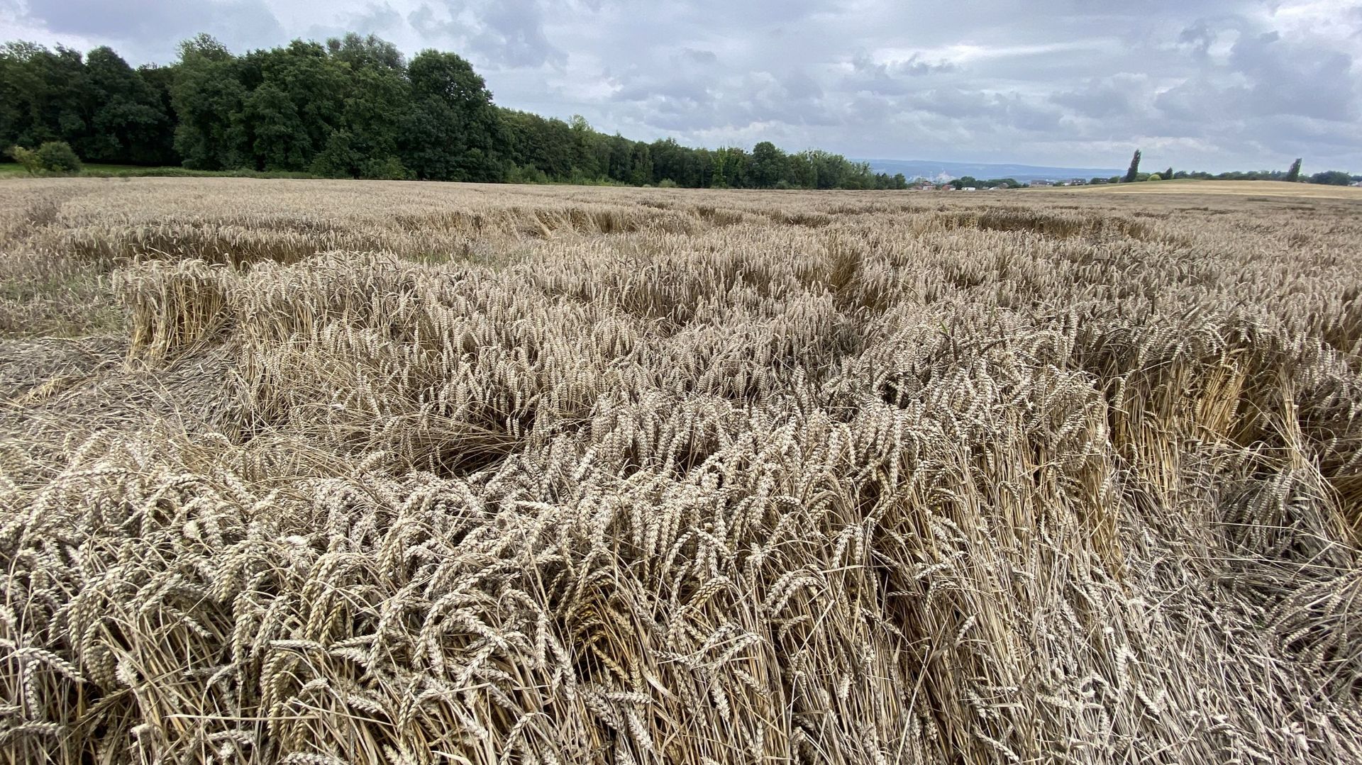 Les champs de froment attendent impatiemment le retour du soleil - RTBF ...