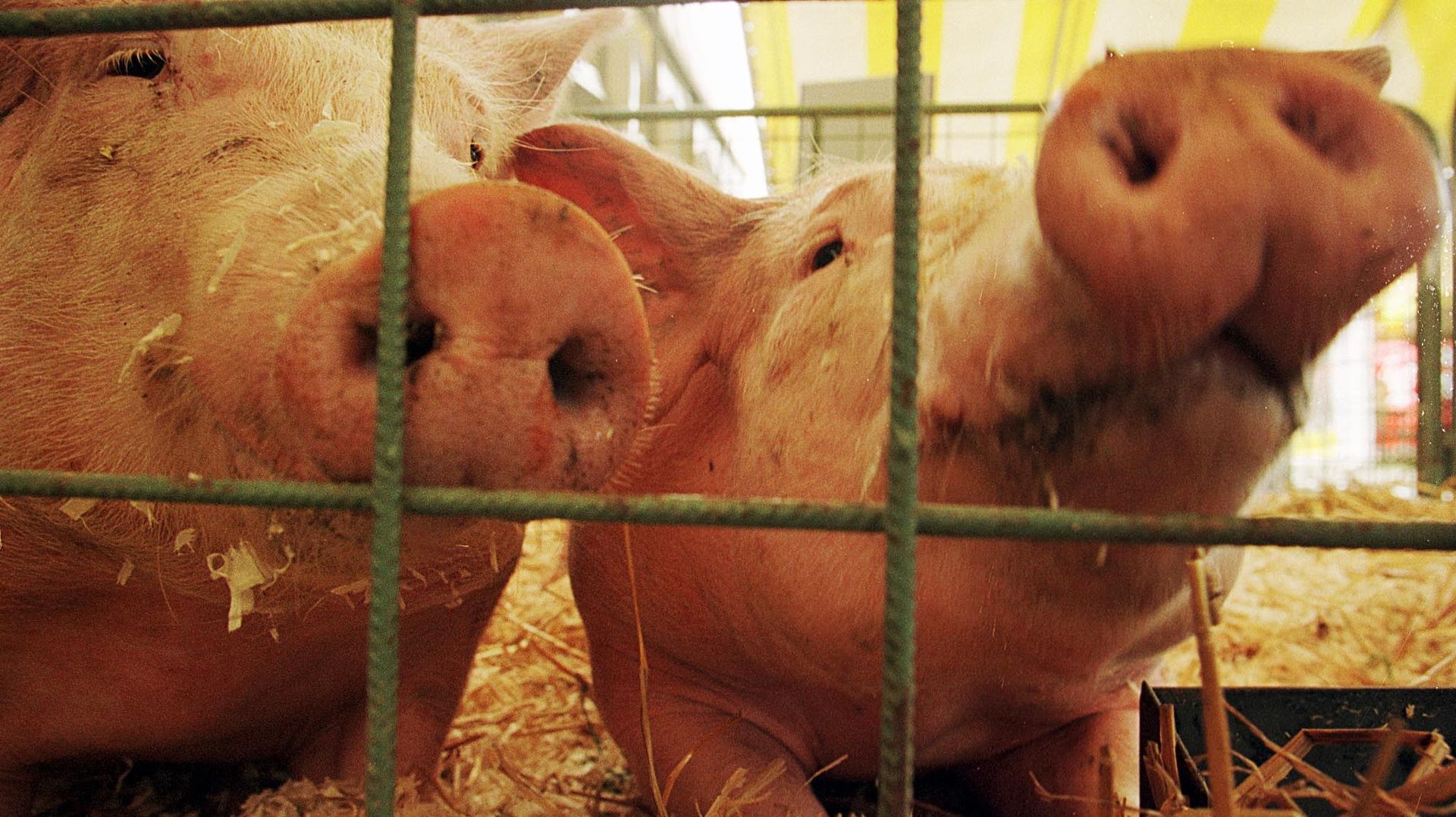 D'où provient le protoxyde d'azote, l'un des principaux gaz à effet de ...