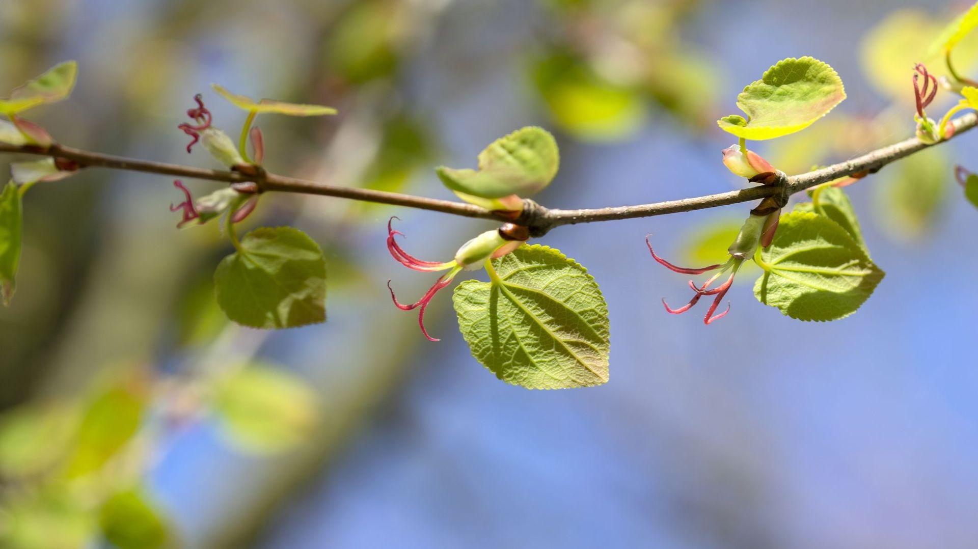 Une idée de plantation pour cet automne : un arbre caramel - RTBF Actus