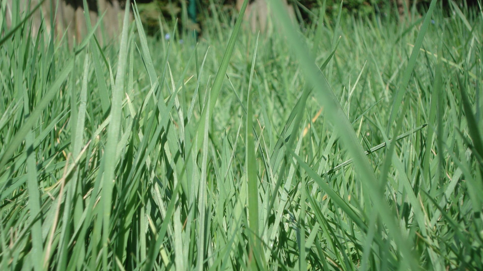 La Clef des champs : la filière lait-herbe (émission du 27/04/2013 ...