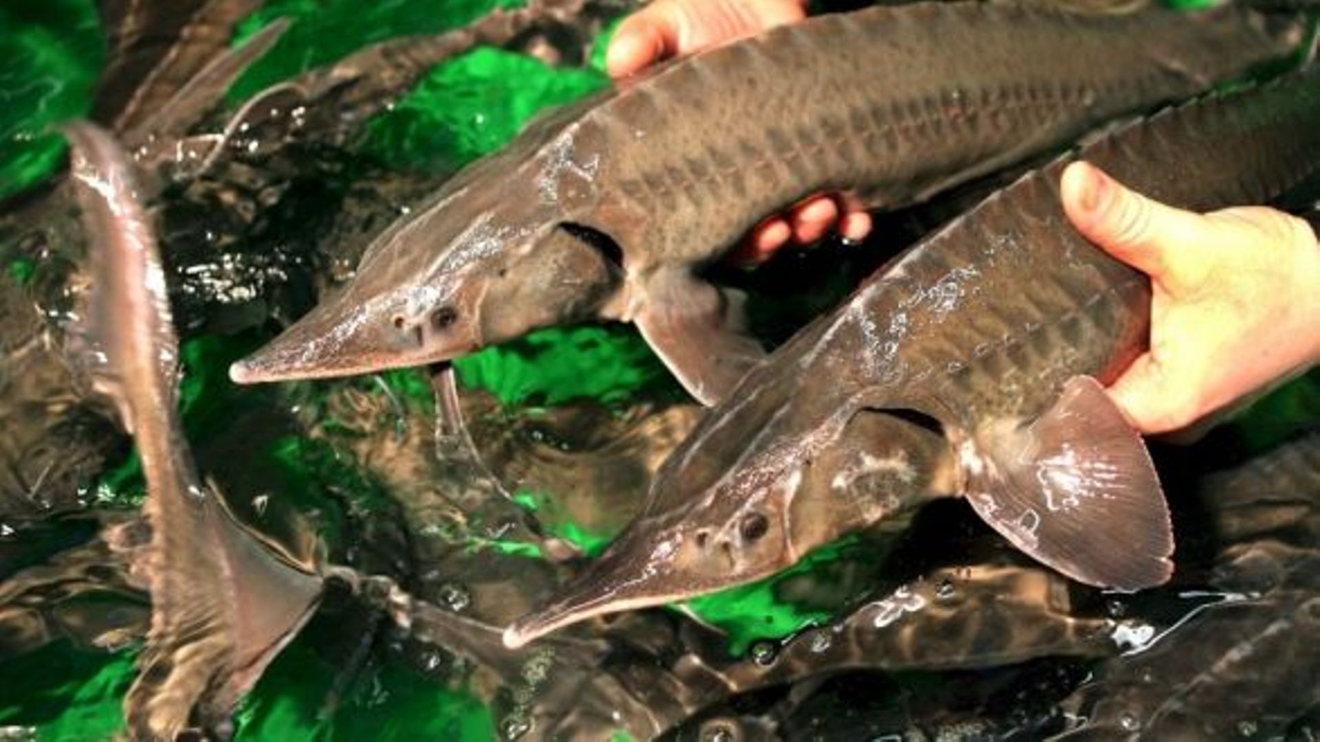 Le WWF lâche 5000 esturgeons dans le Danube, en Bulgarie - RTBF Actus