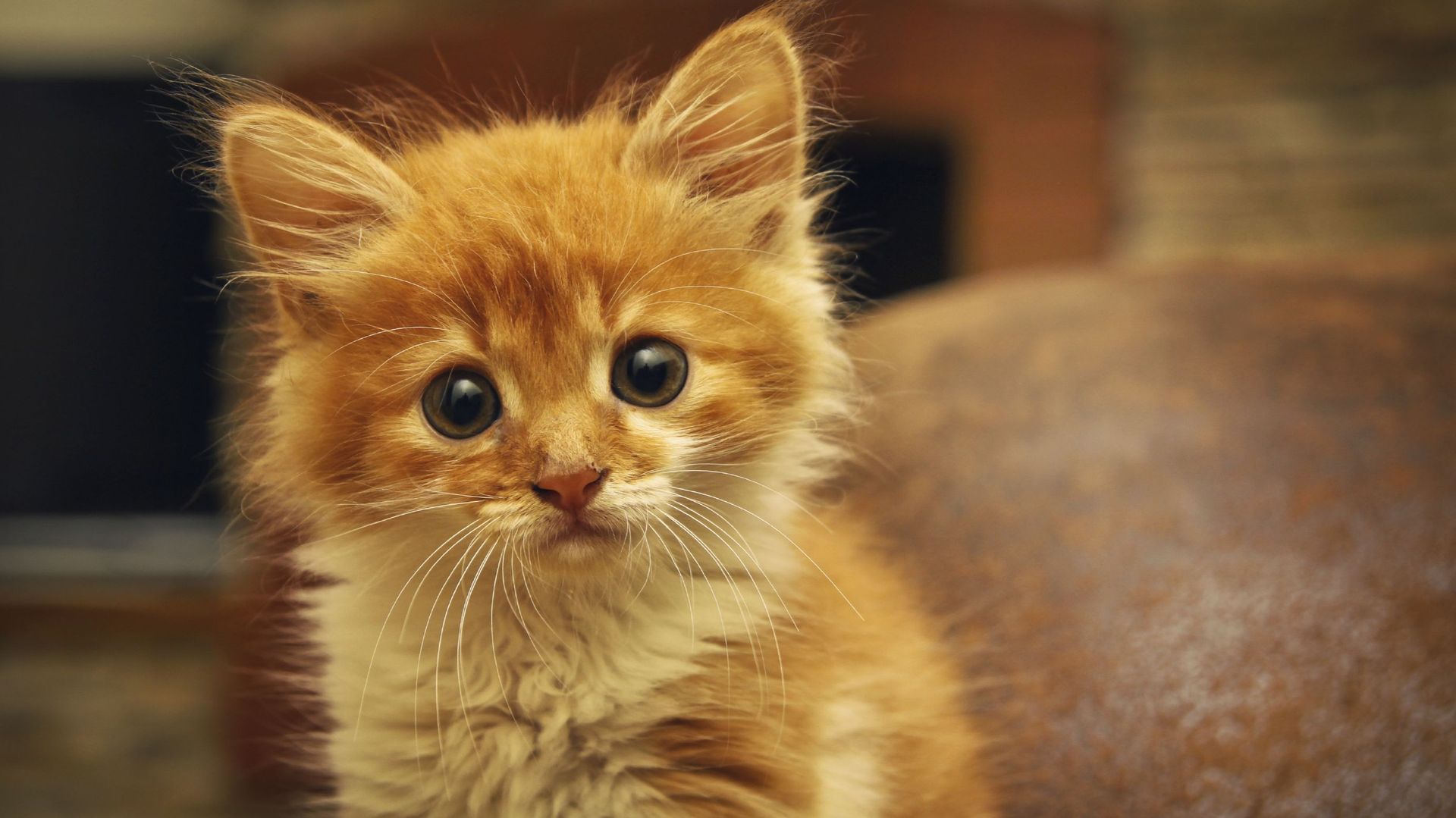 'Chat' coûte cher ! - RTBF Actus