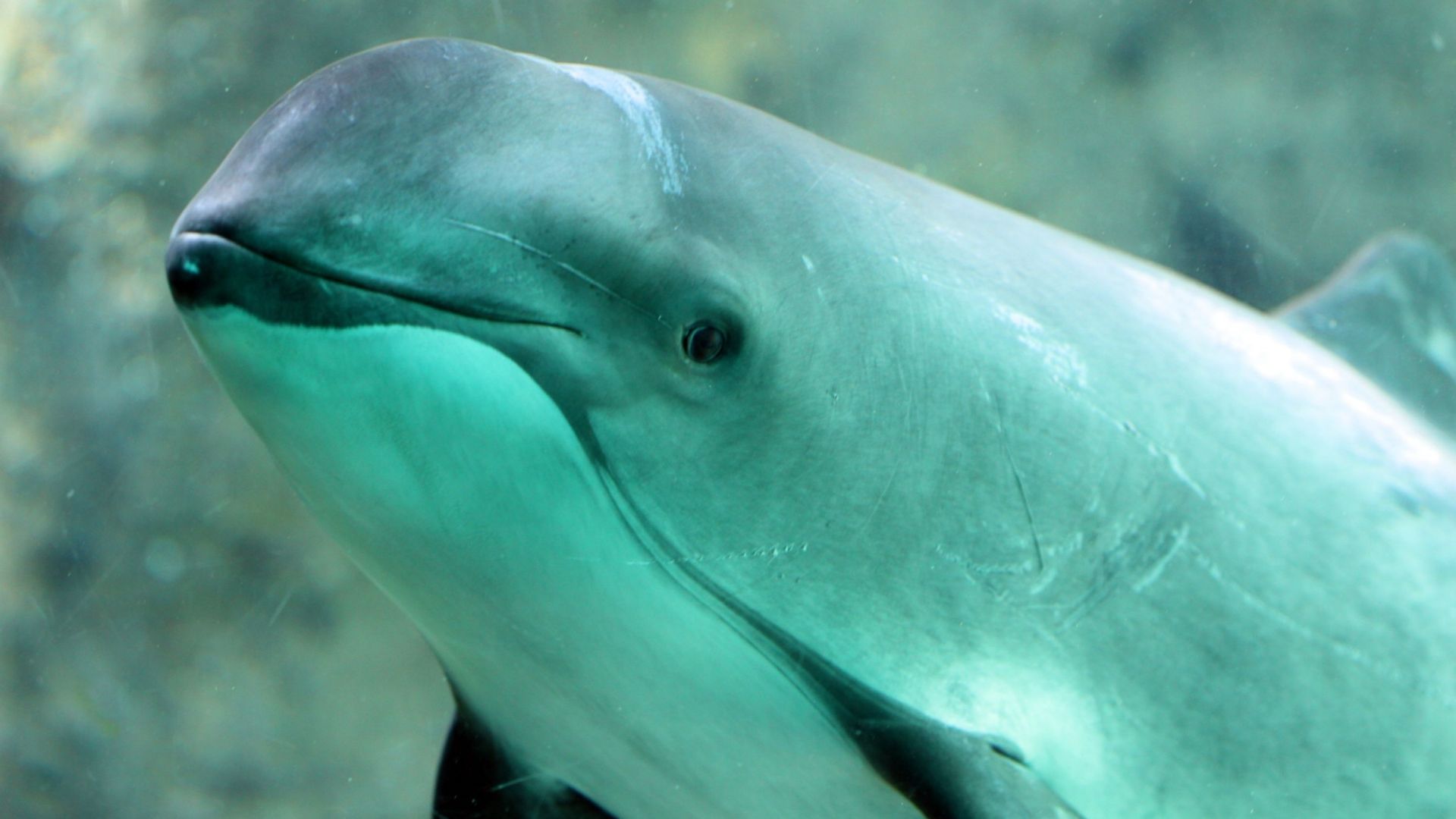 Neuf marsouins du Pacifique, espèce en voie d'extinction, observés au ...