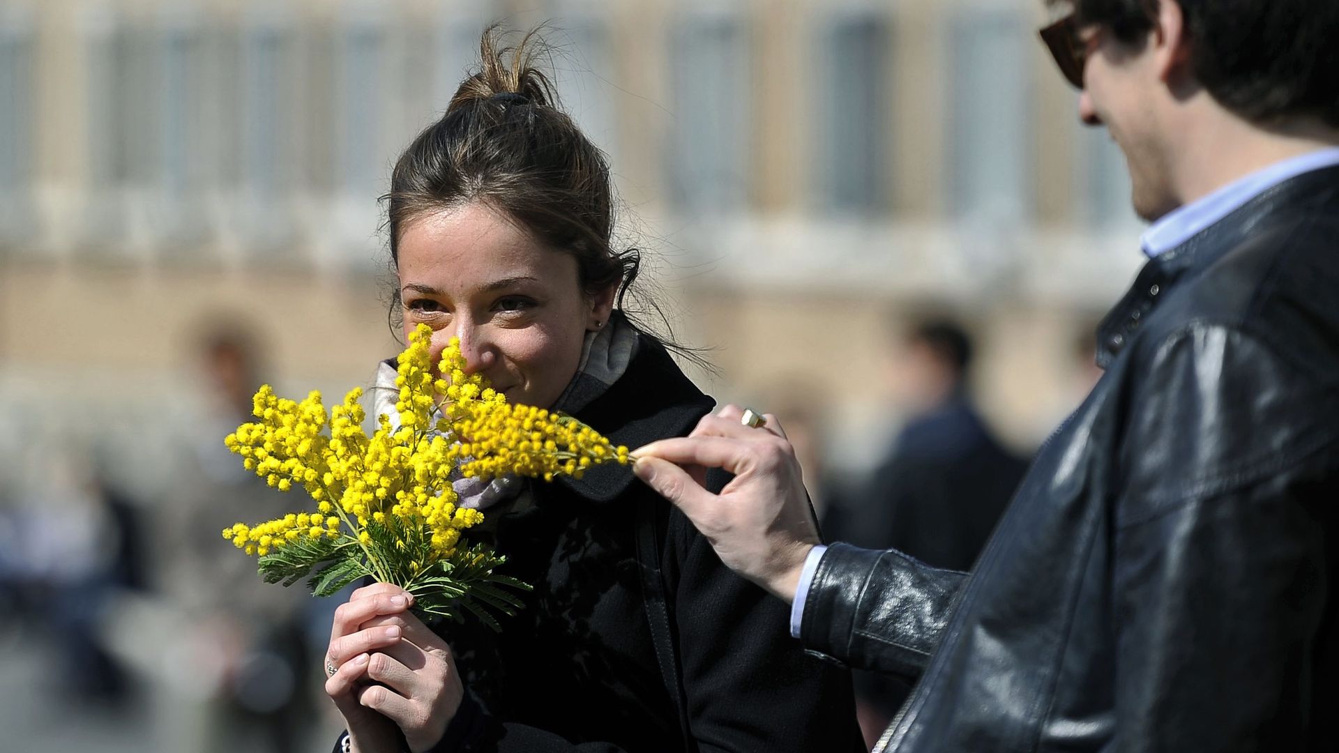 Le mimosa : star des carnavals et trésor de la côte d'Azur - RTBF Actus