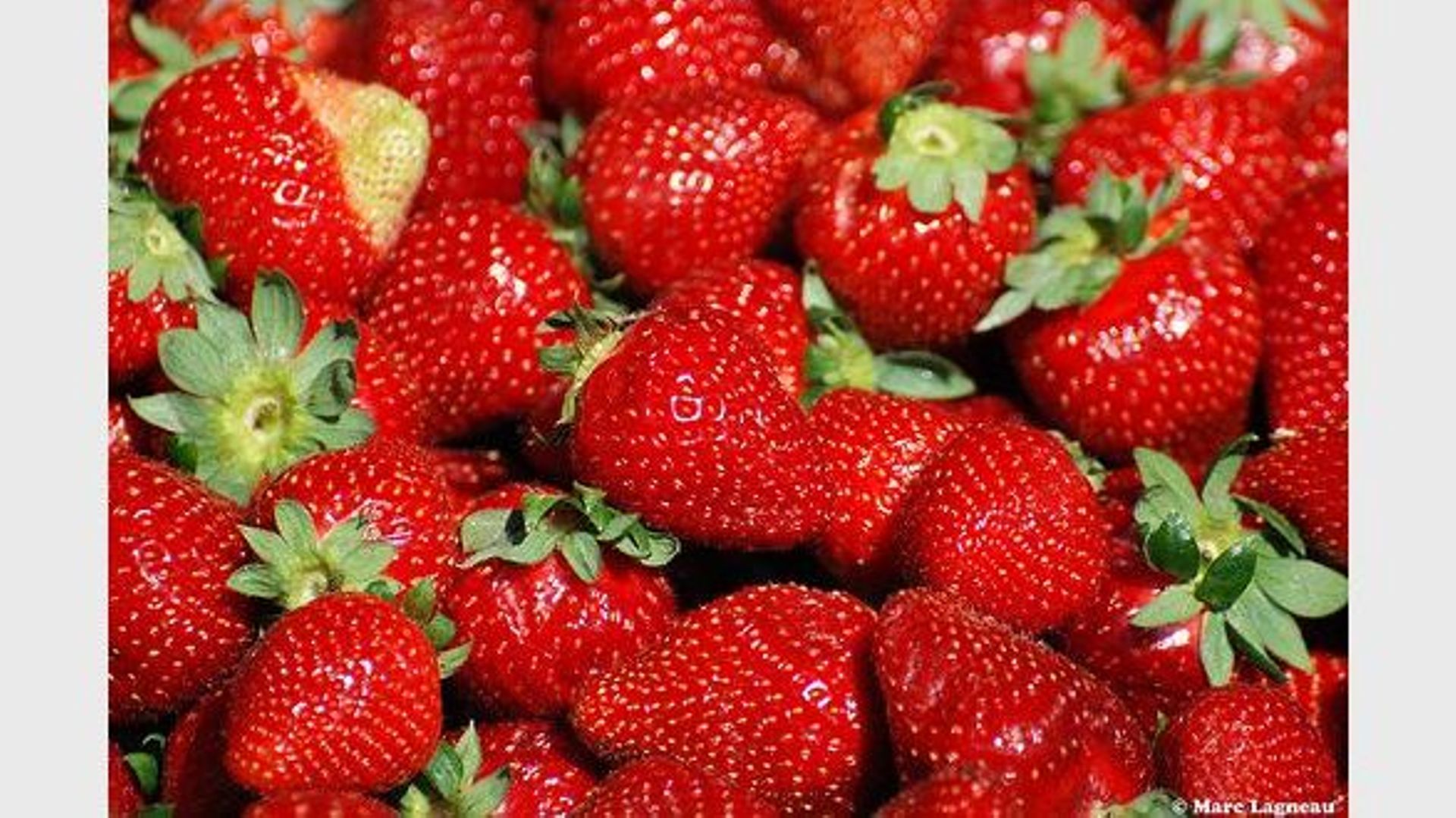 Le musée de la Fraise de Vottem rouvre ses portes