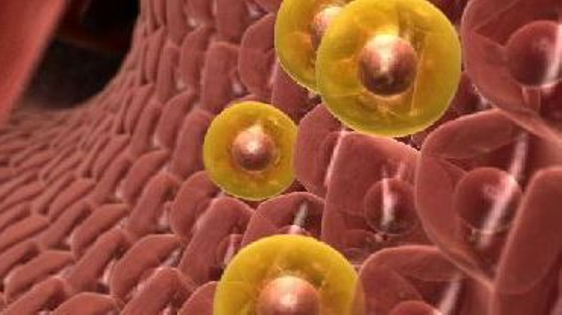 Promethera passe à l'échelle supérieure et devient leader mondial ...