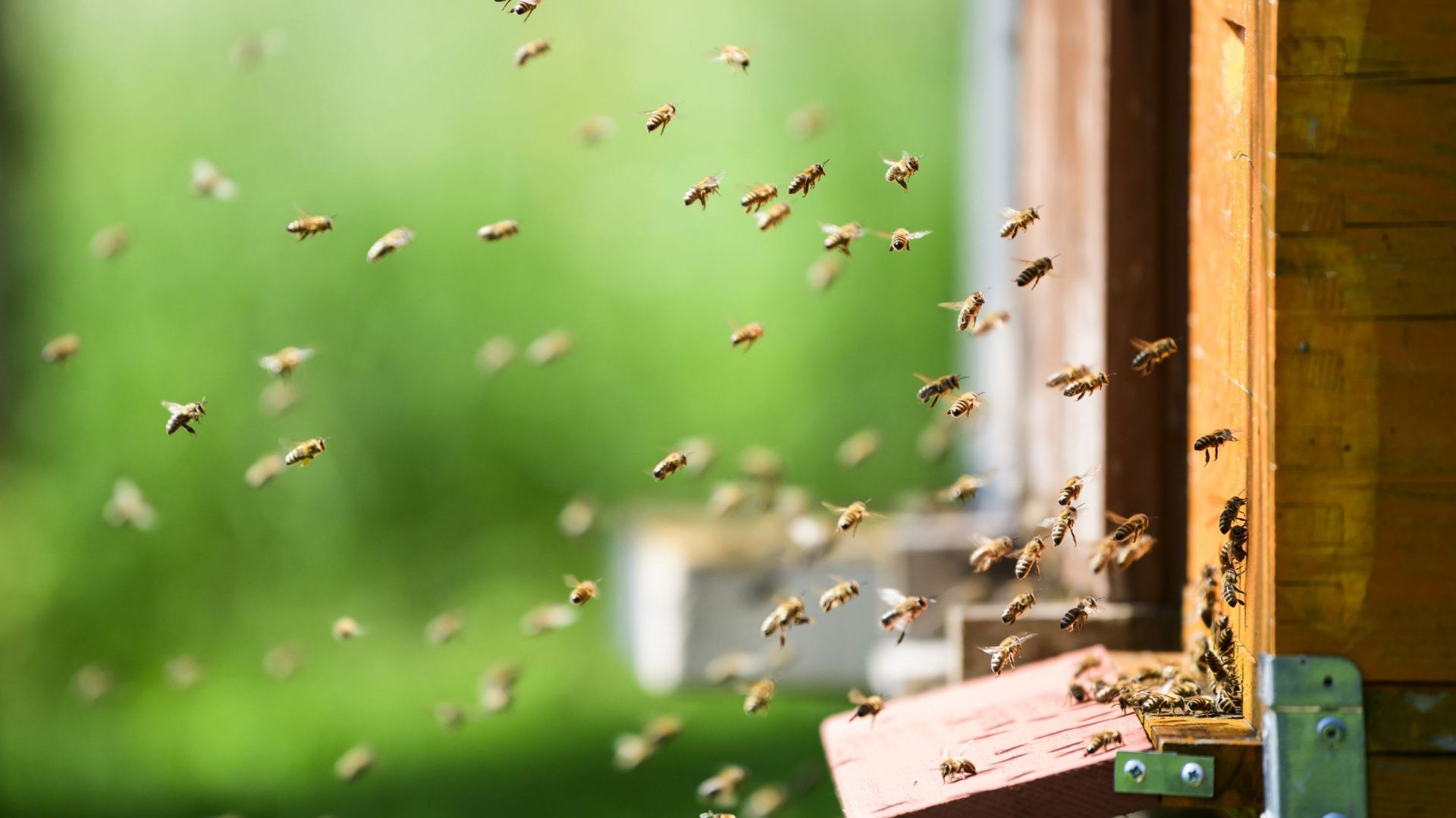 Disparition des abeilles: 'Des chiffres de mortalité à Bruxelles ...