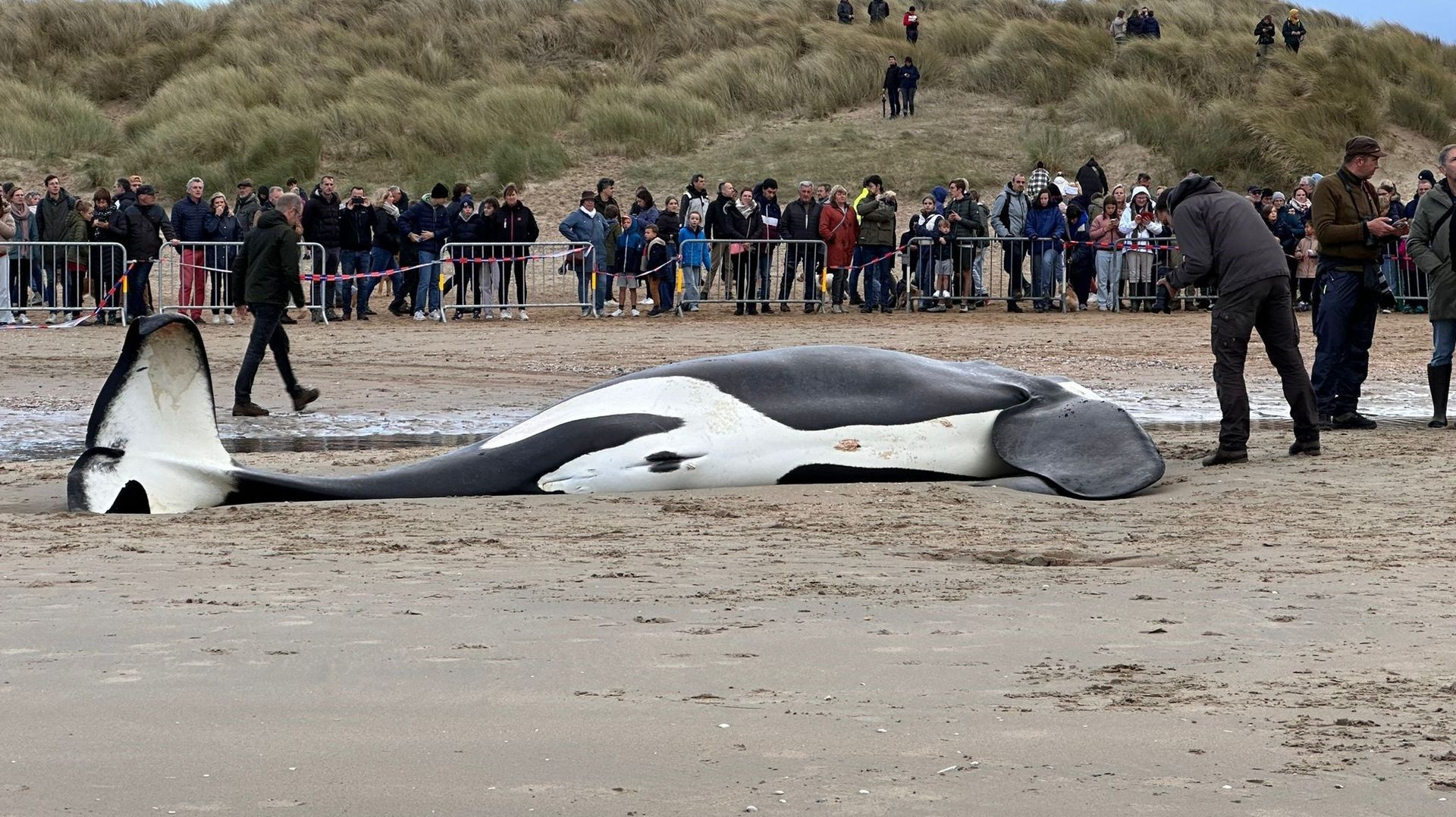 Une orque mâle s’échoue sur le rivage de la Panne - RTBF Actus