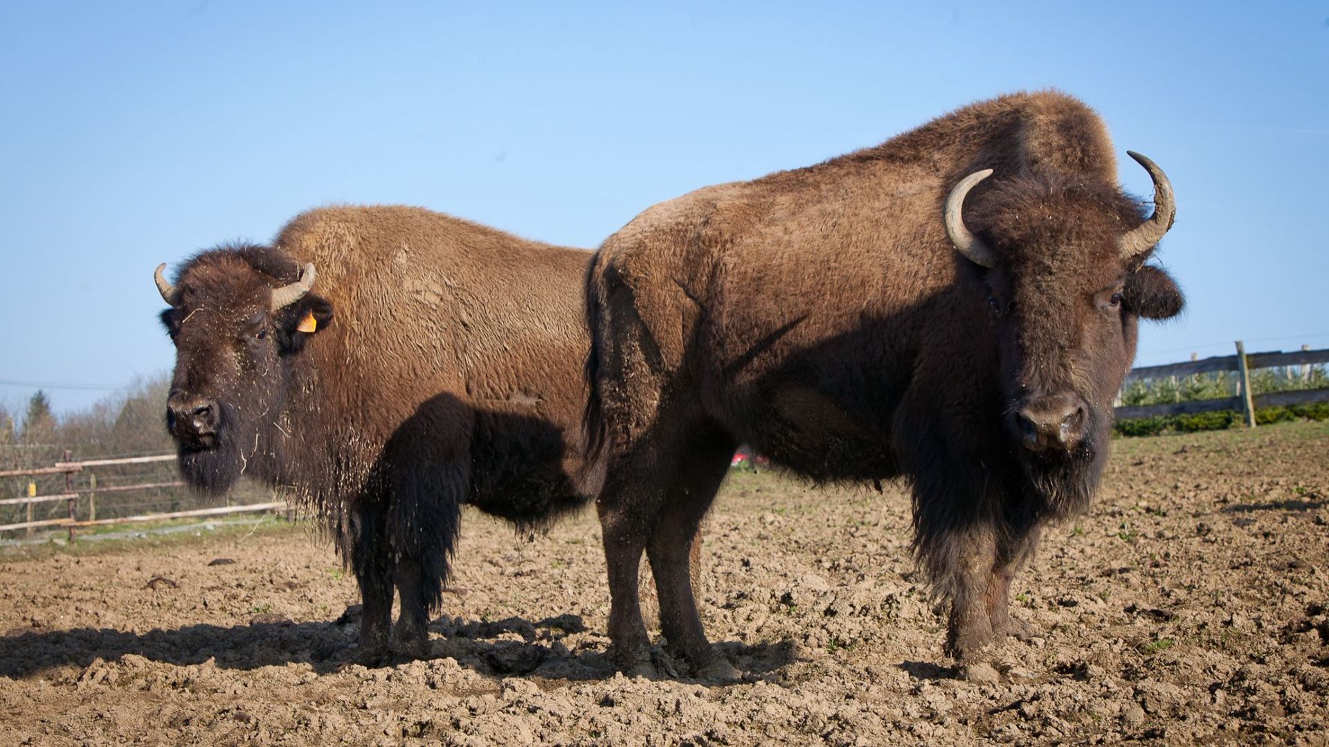 Eleveurs de bisons - RTBF Actus
