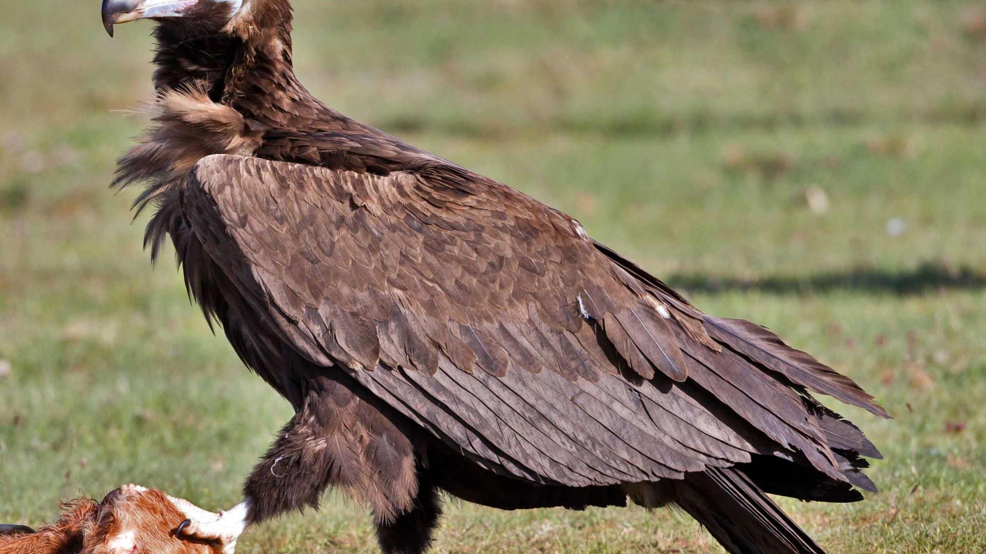 Lozère : 5 animaux insolites à observer dans le Parc National des ...