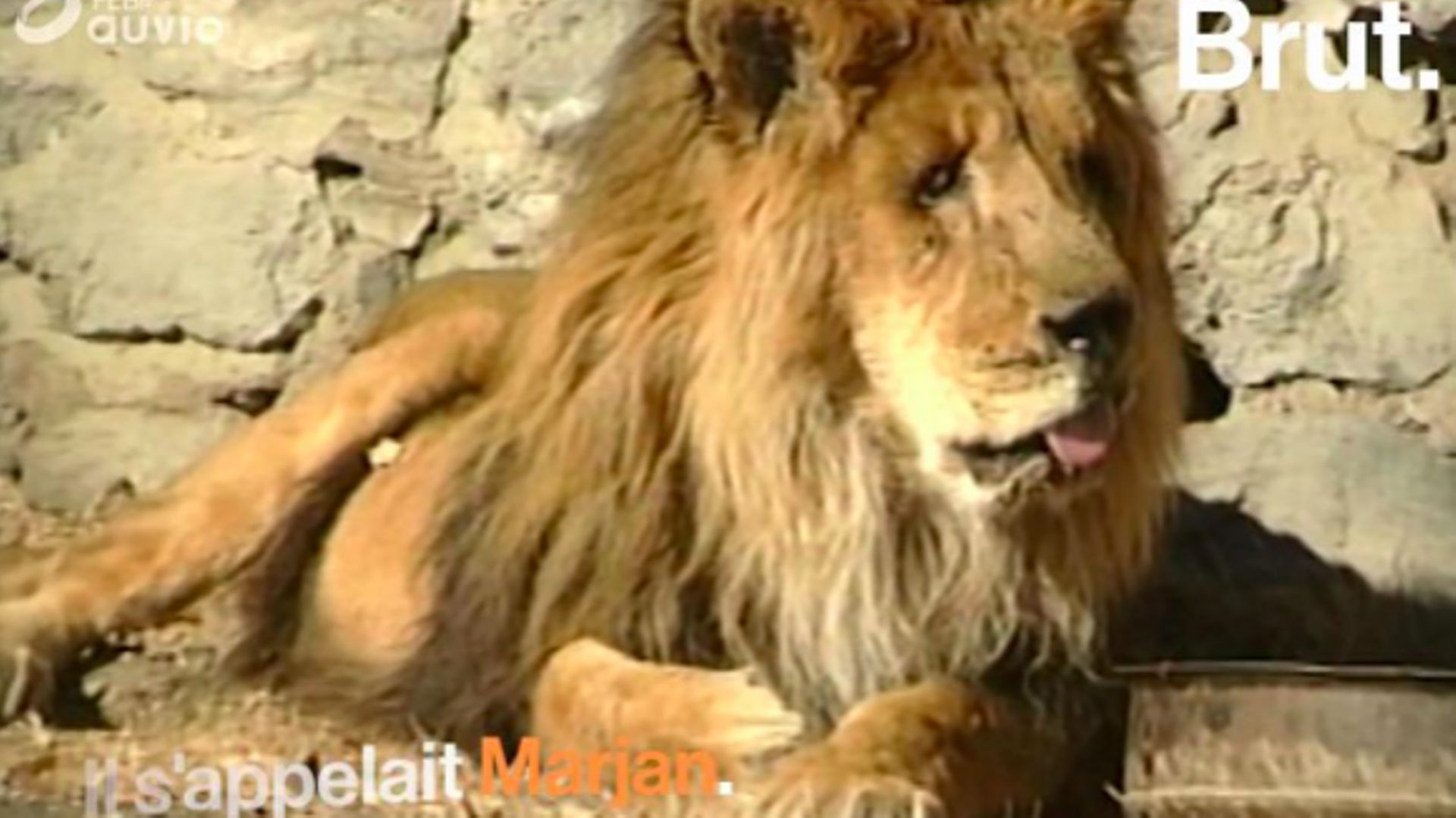 Marjan, le dernier lion d'Afghanistan - RTBF Actus