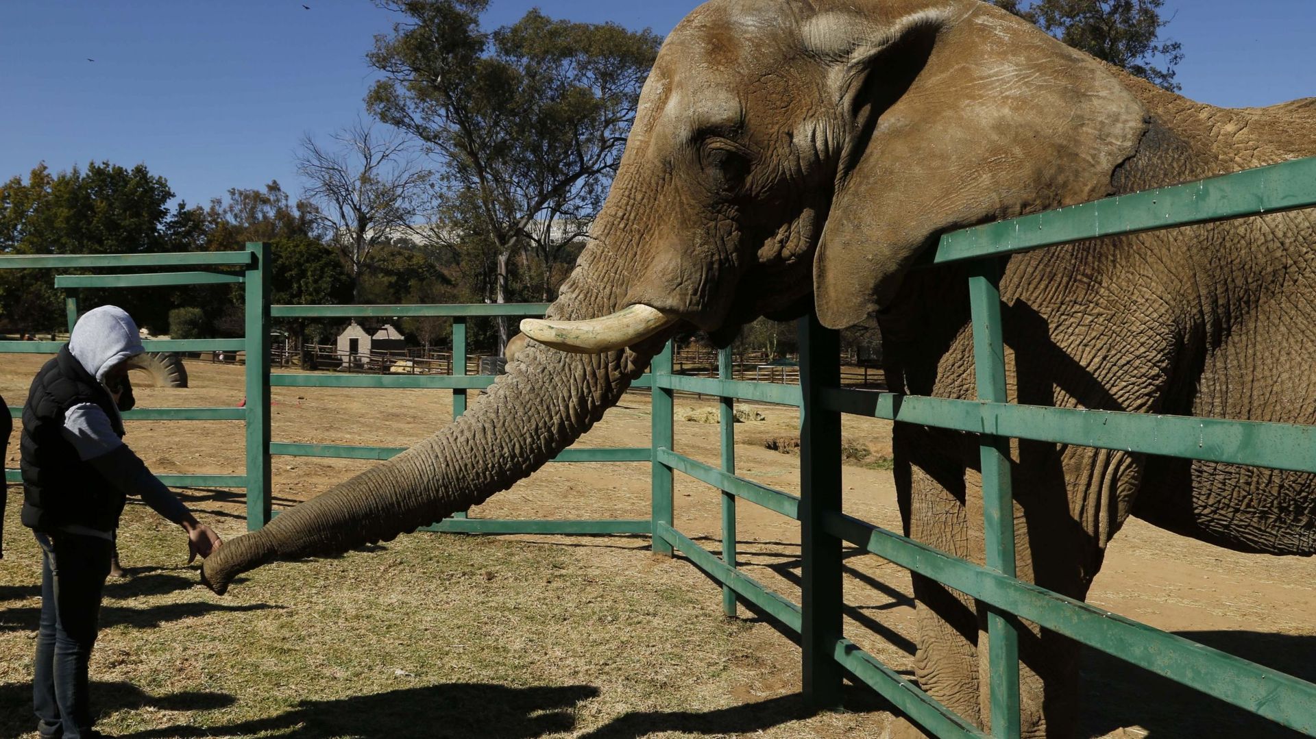 Braconnage : Près de 100 éléphants tués par des balles au Botswana ...
