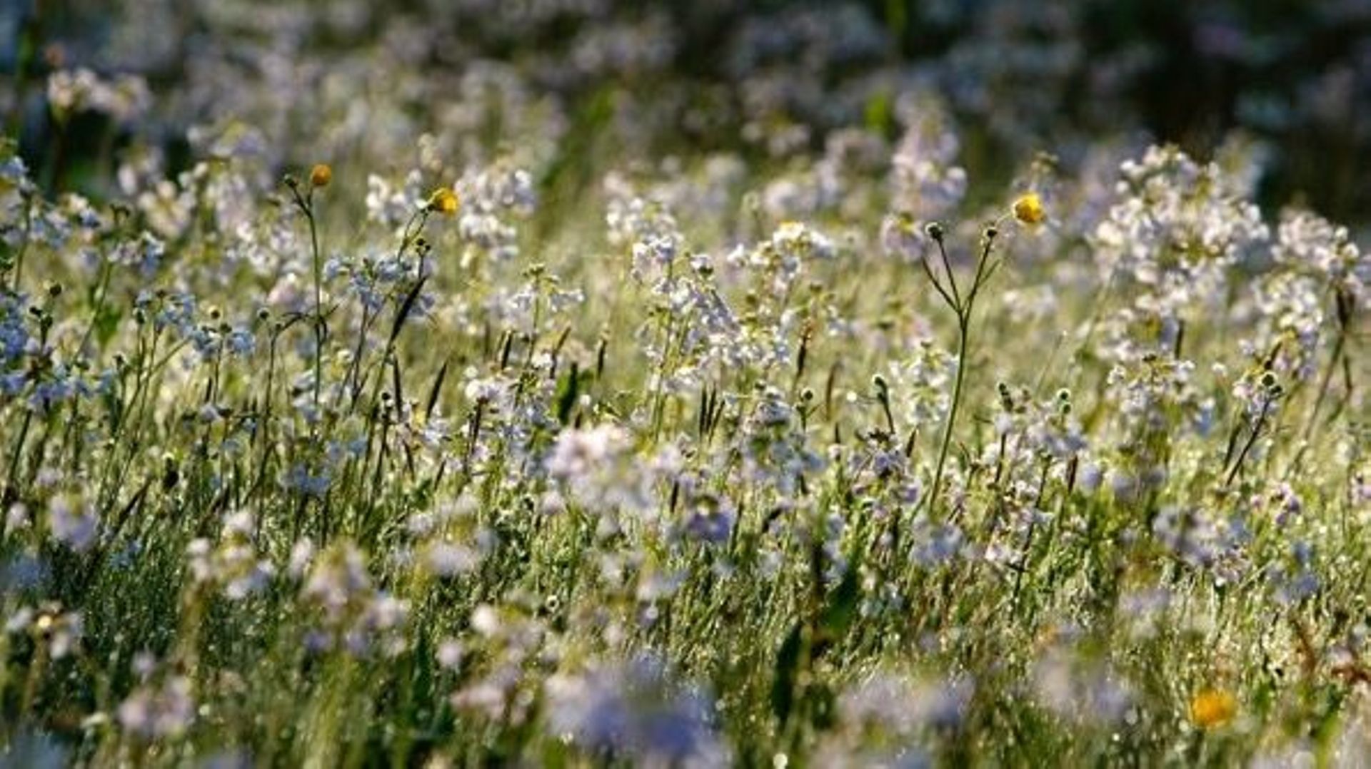 Le Printemps Grandeur Nature la découverte de la biodiversité en ...