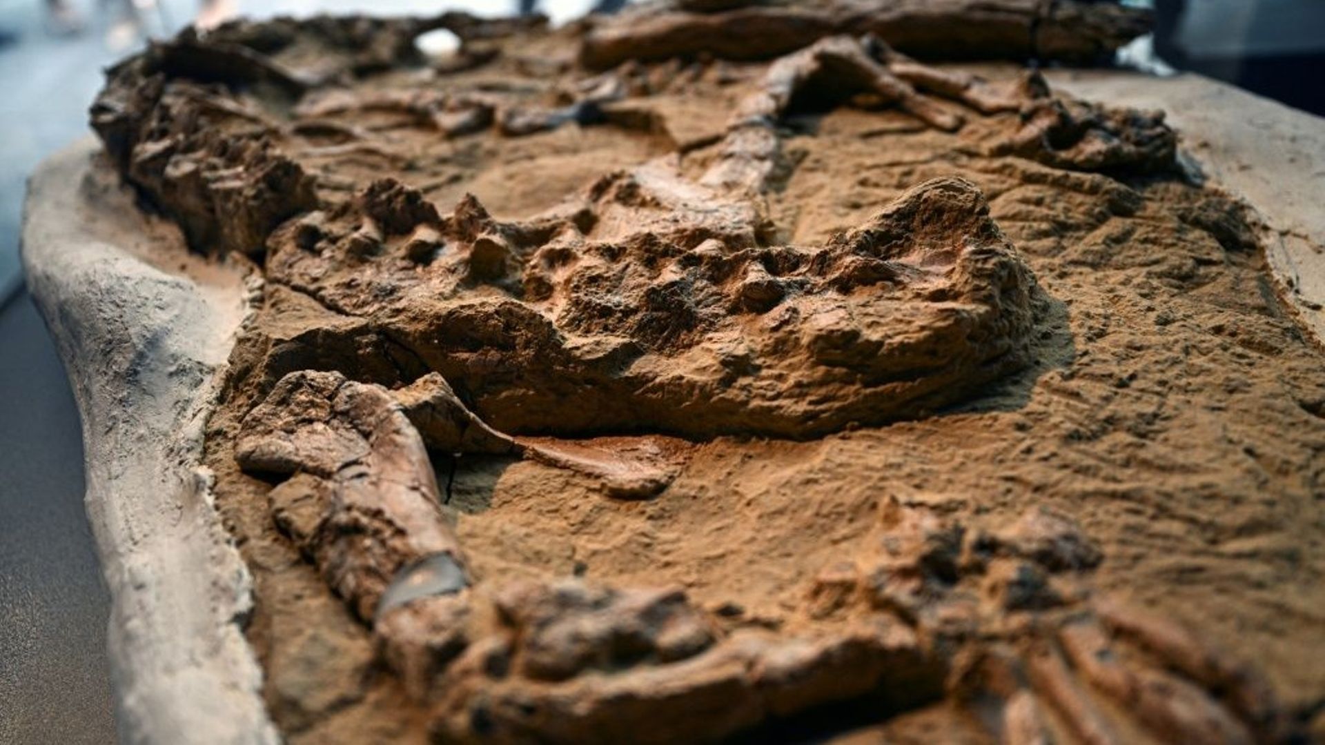 Dix crocodiles retrouvés en Egypte dans une tombe intacte nous révèlent de nouvelles pratiques ...