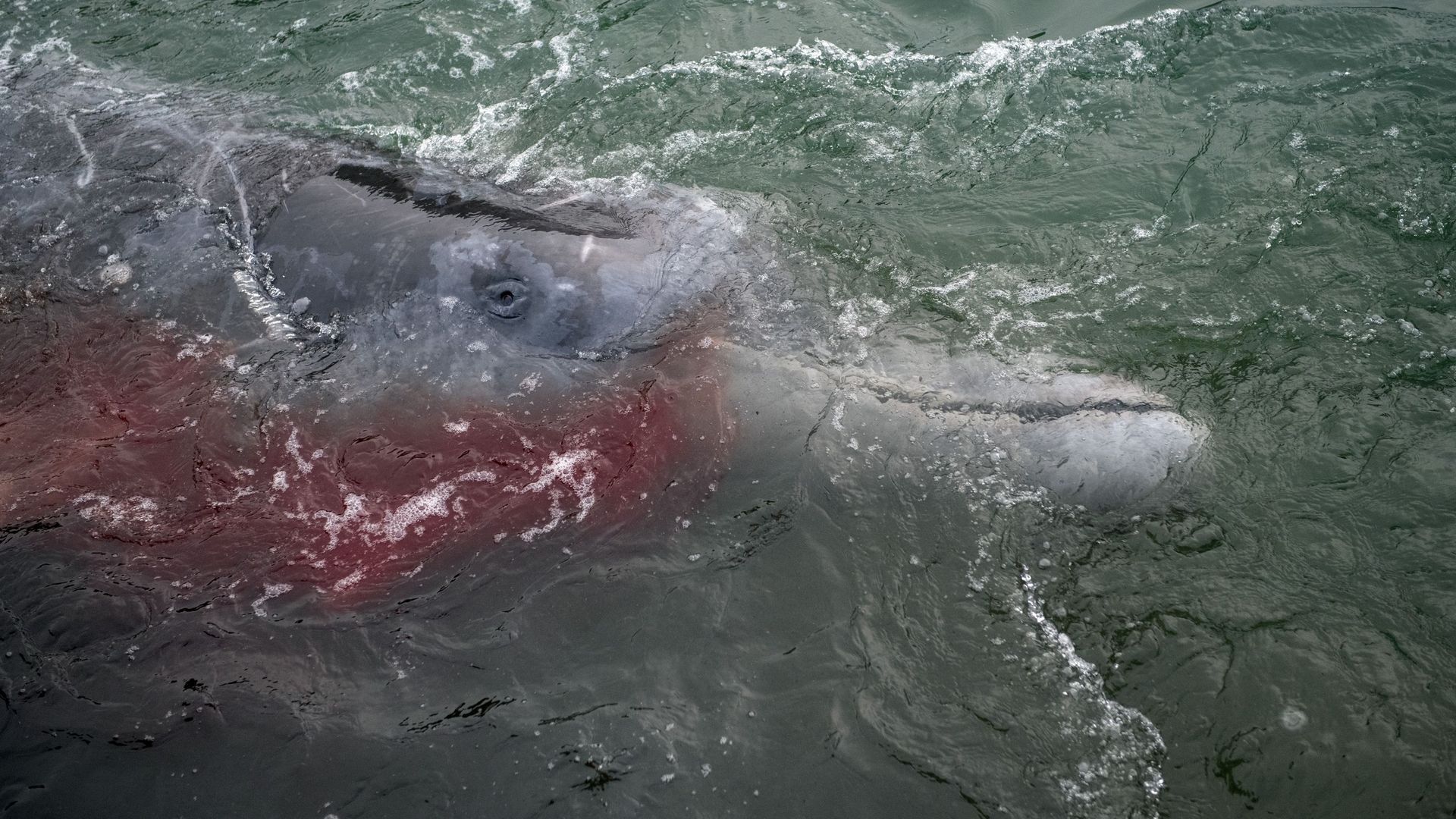 Mer du Nord : un rorqual commun vivant aperçu pour la première fois ...