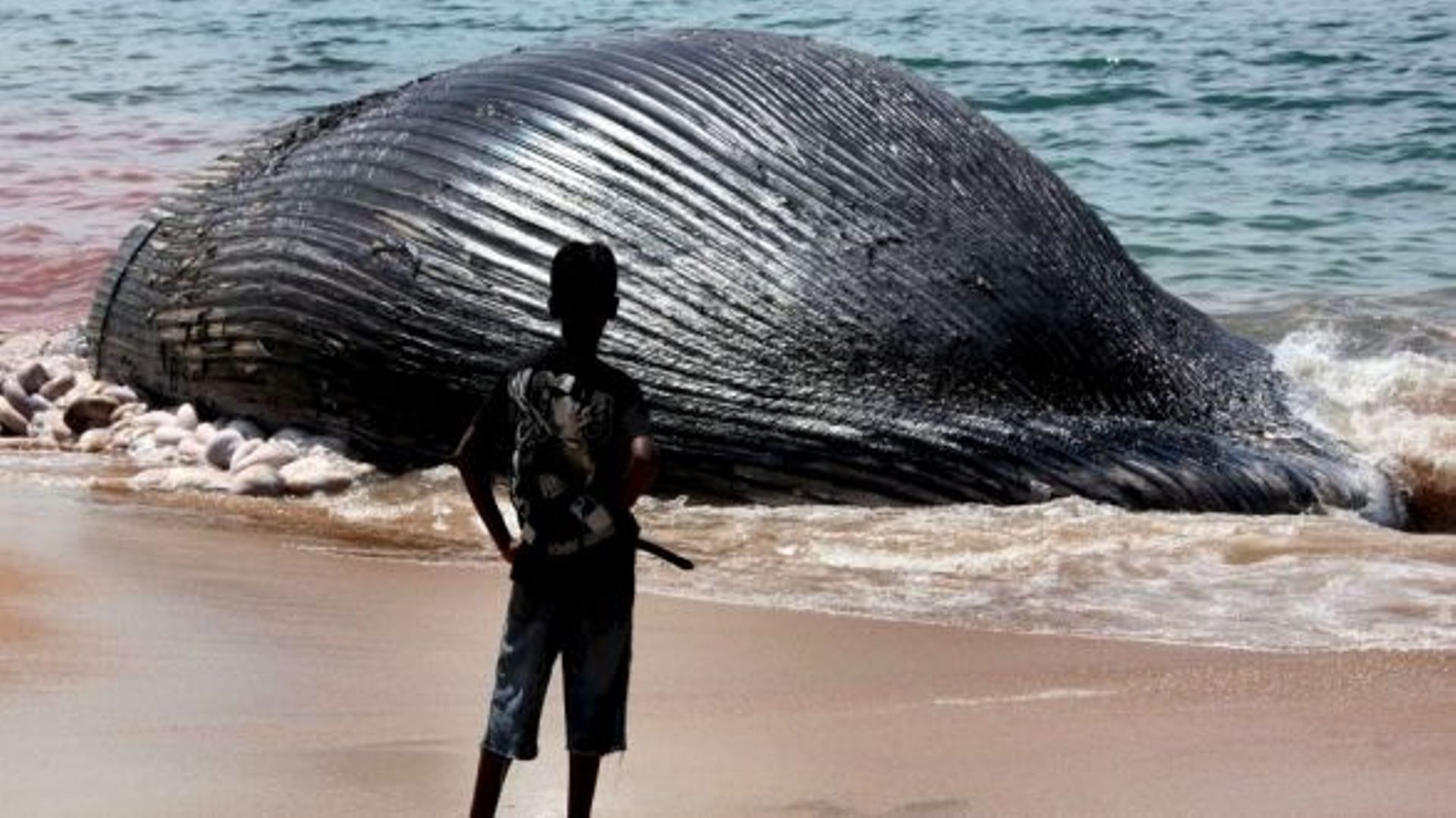 La Commission baleinière internationnale fait du surplace - RTBF Actus